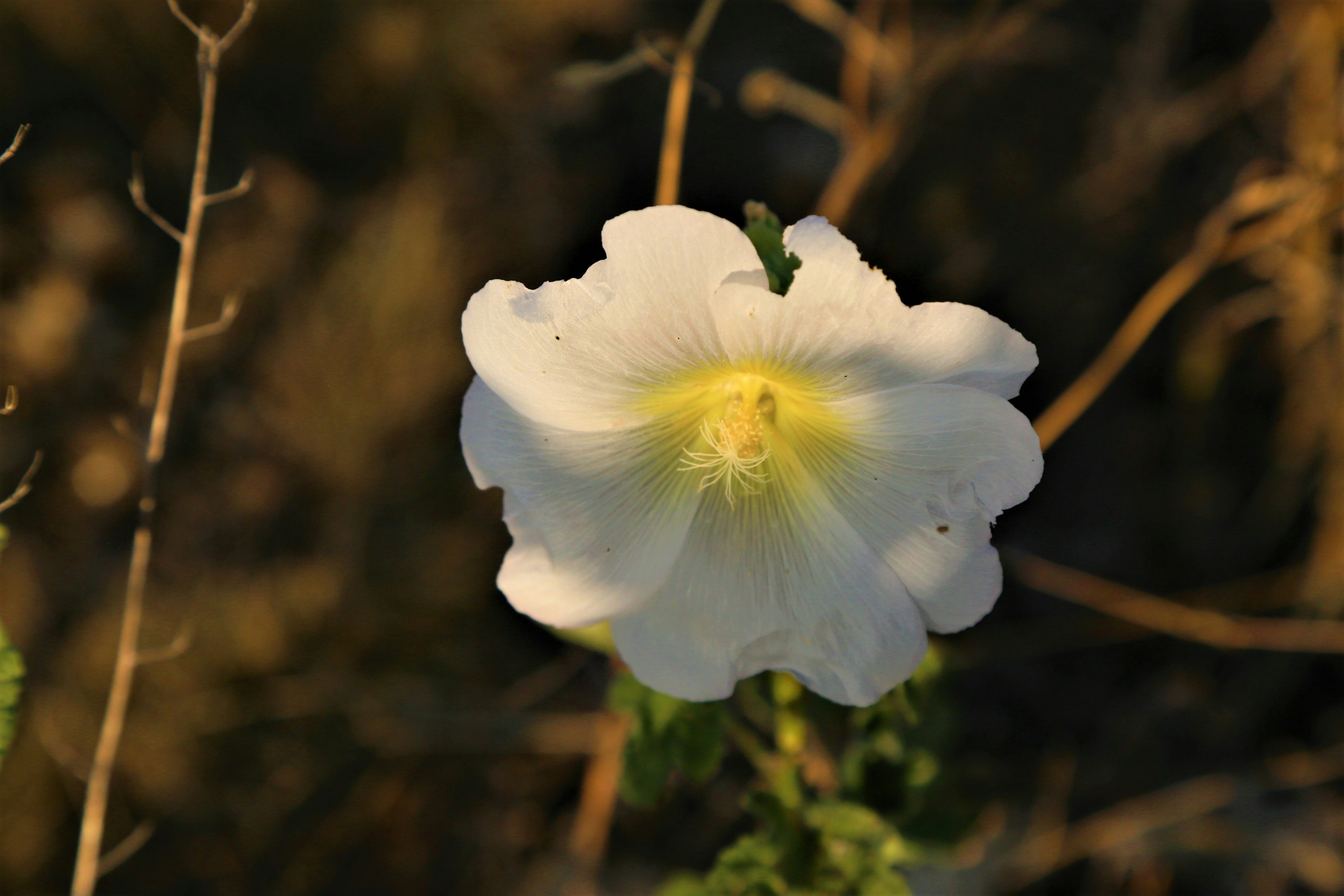 Amber Backlight Illuminates a White Hollyhock Bloom
