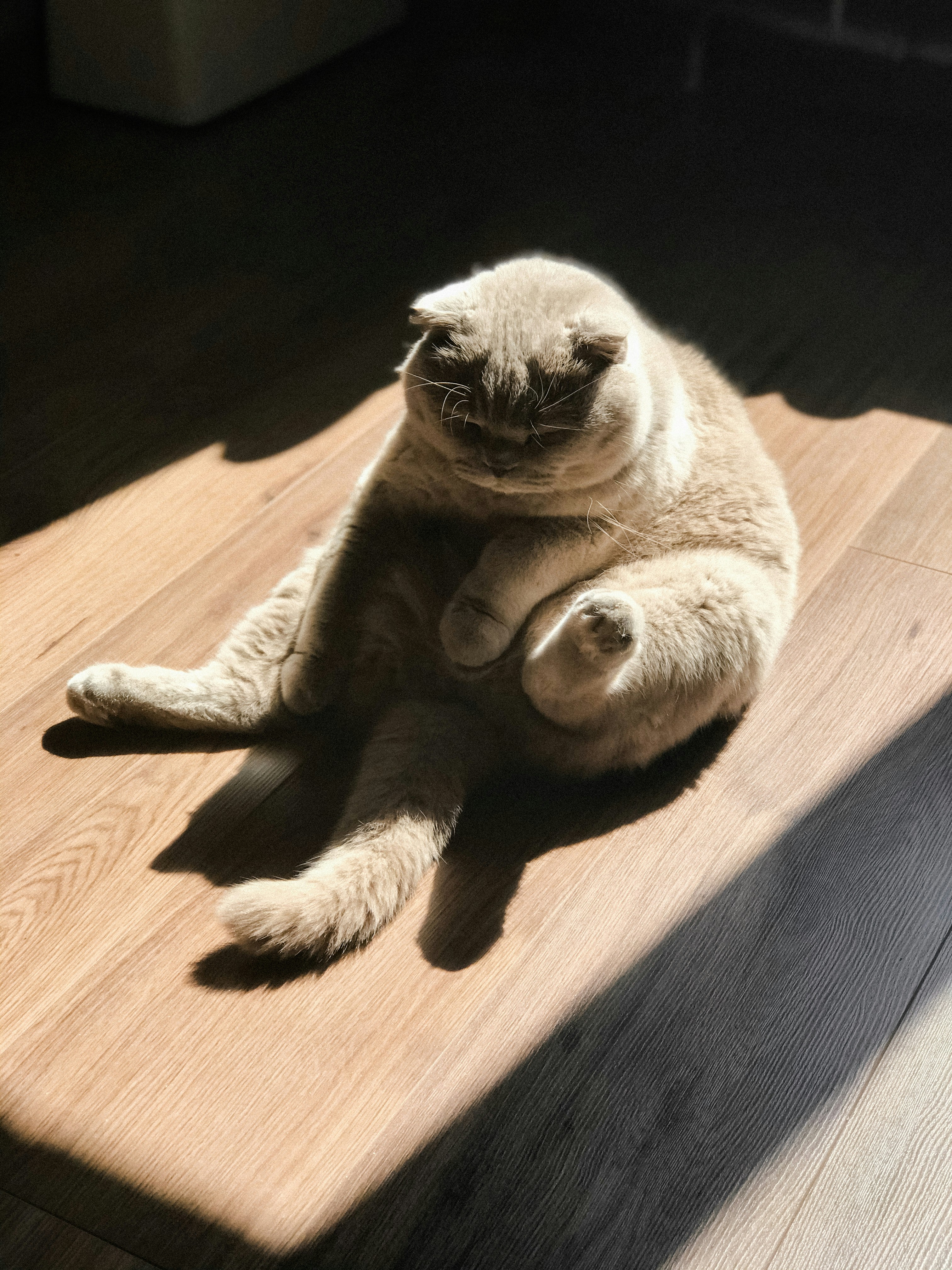 Sunlit Lullaby: a plump cat lounges in a diagonal sunbeam