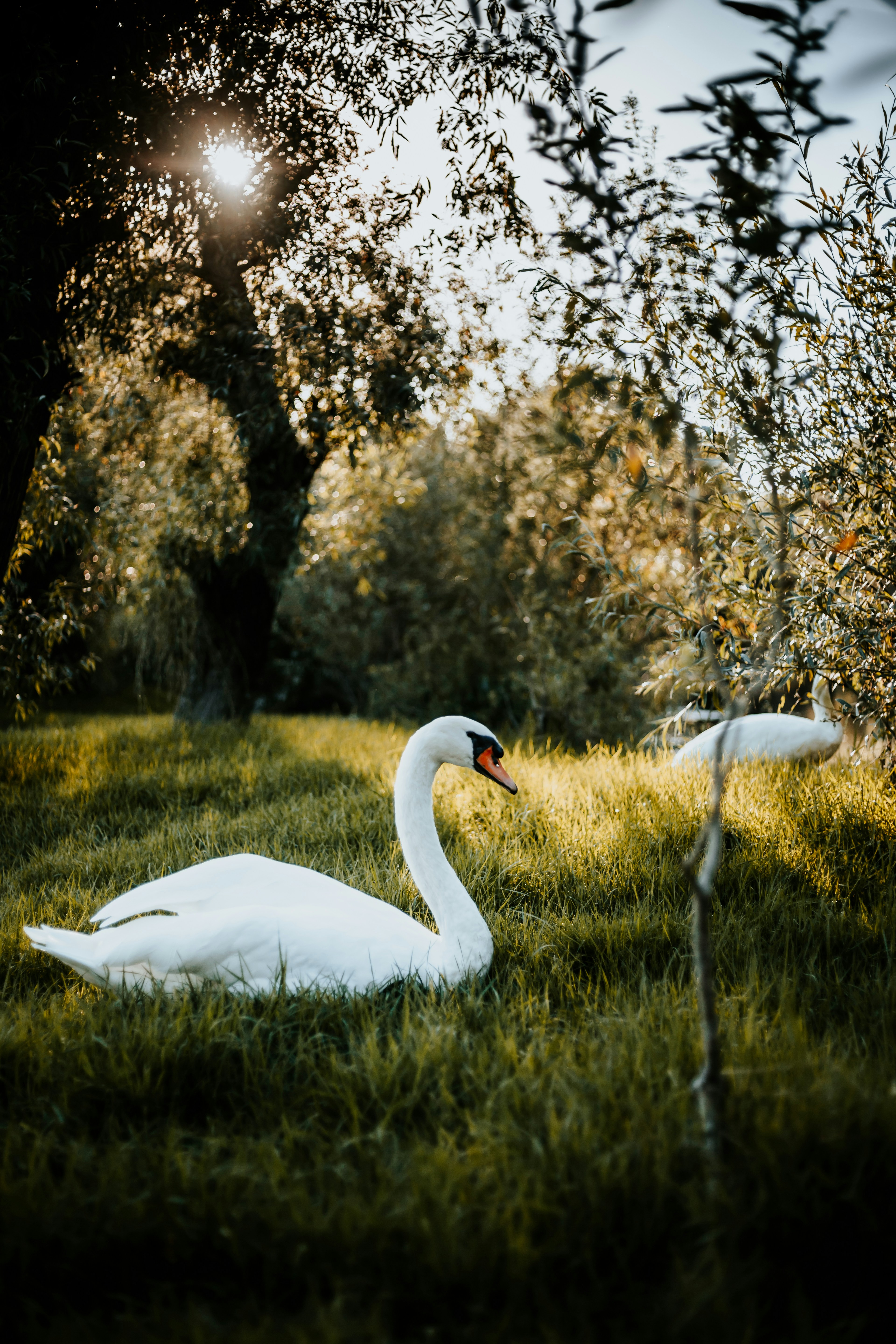 Meadow Dawn: A Silent Swan in Golden Light