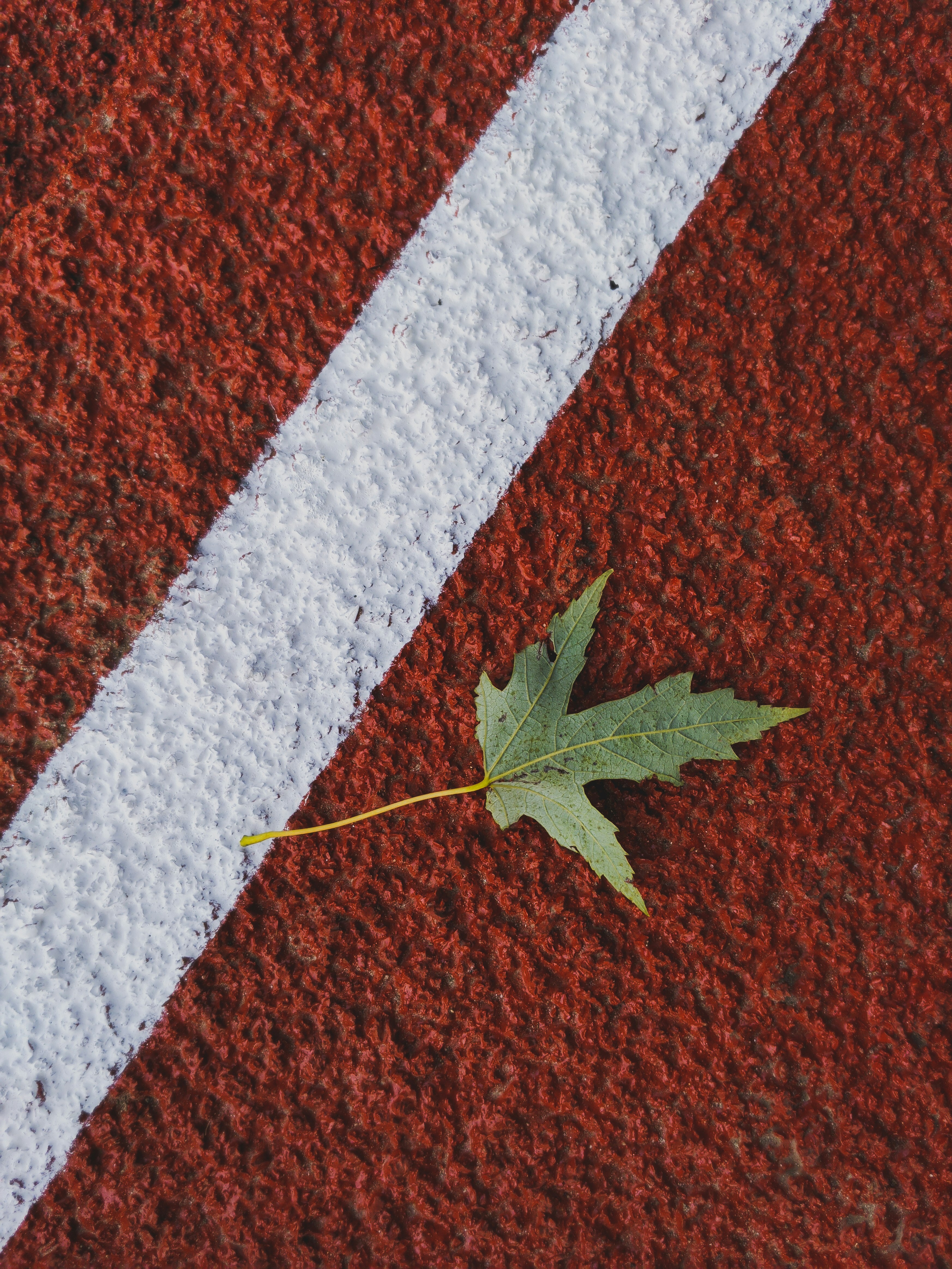 green leaf on red textile