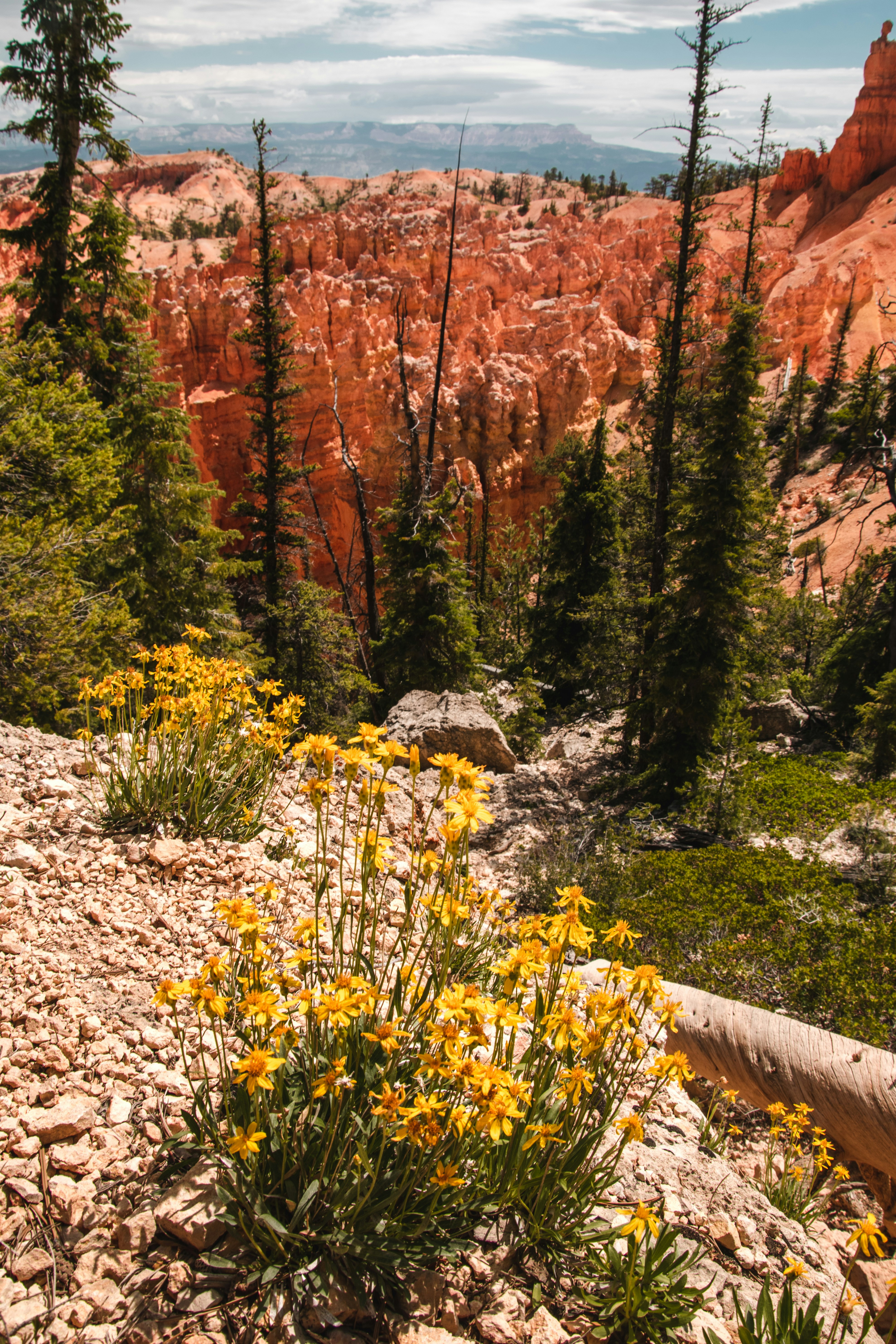 Yellow Frontline: Wildflowers Framing a Crimson Canyon Horizon