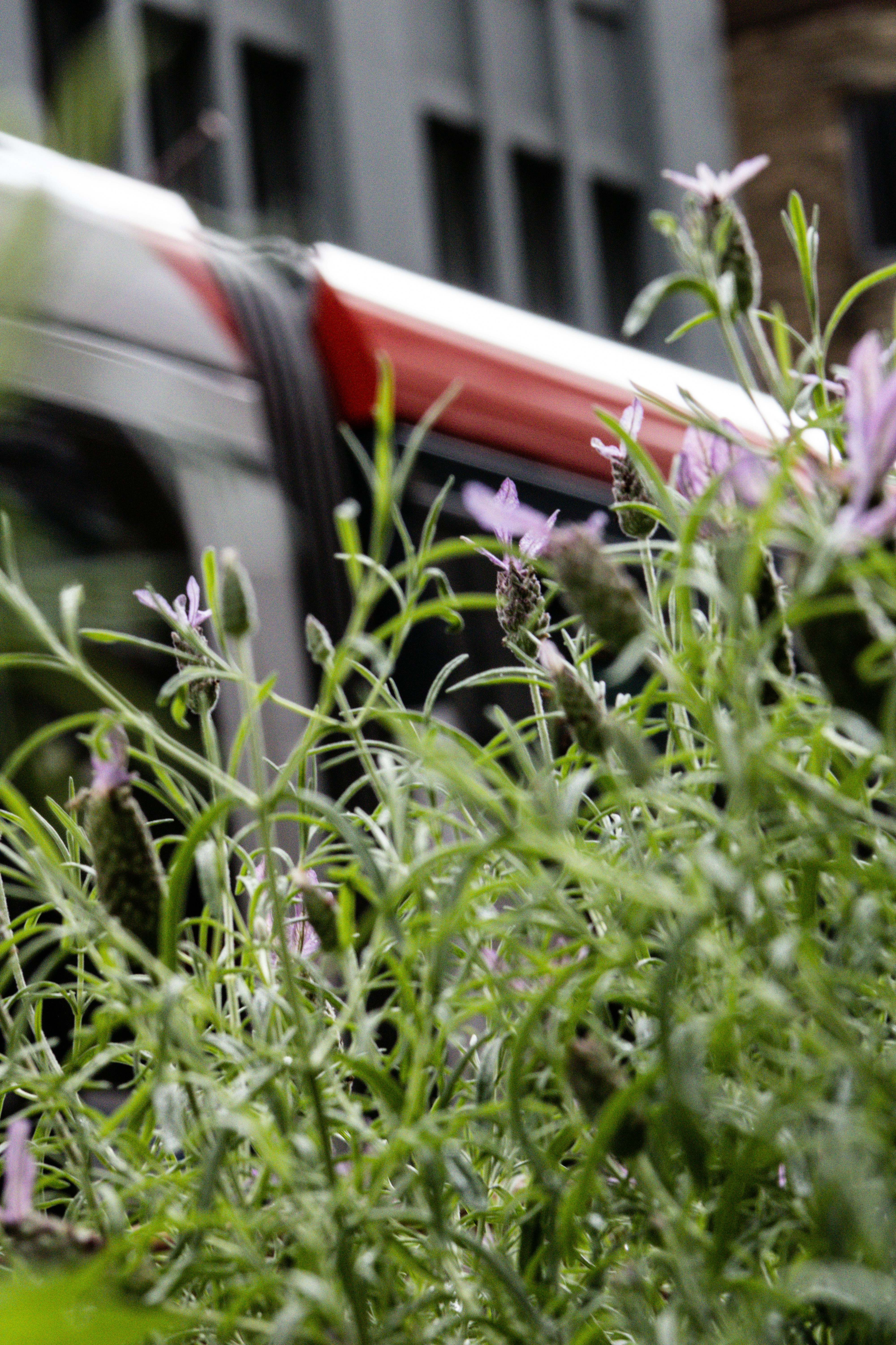 Lavender in Focus, City Blur in the Background