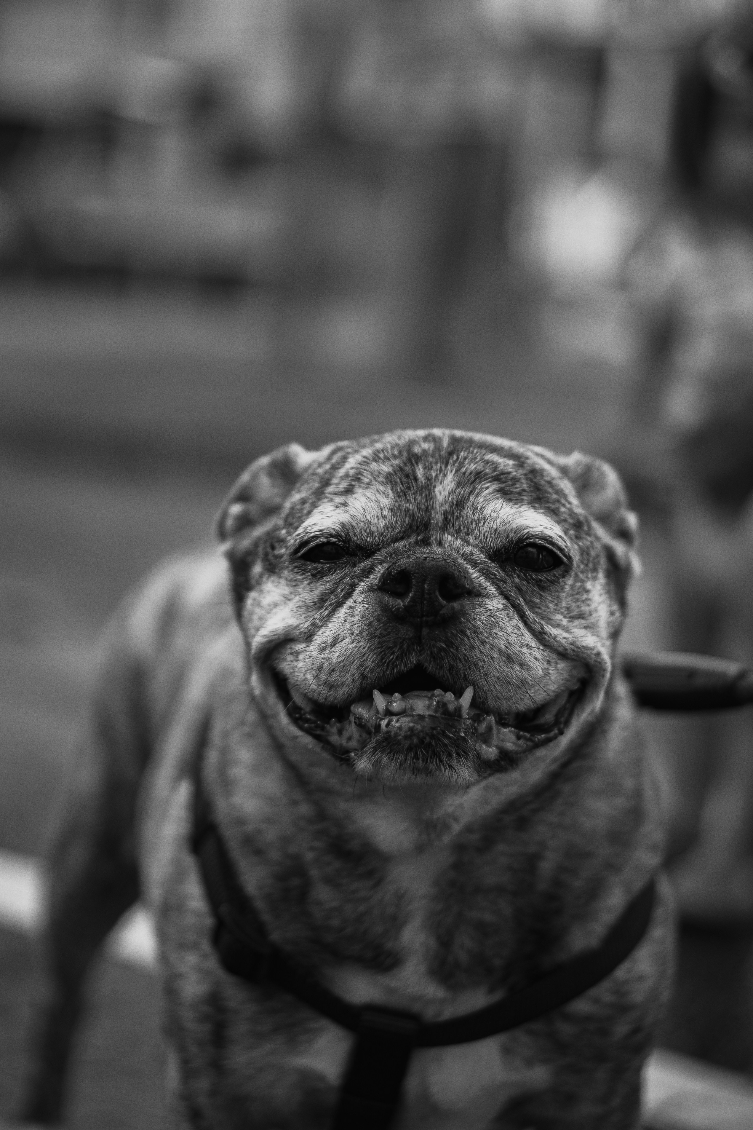 Urban Grin: A Pug's Quiet Joy in Black and White