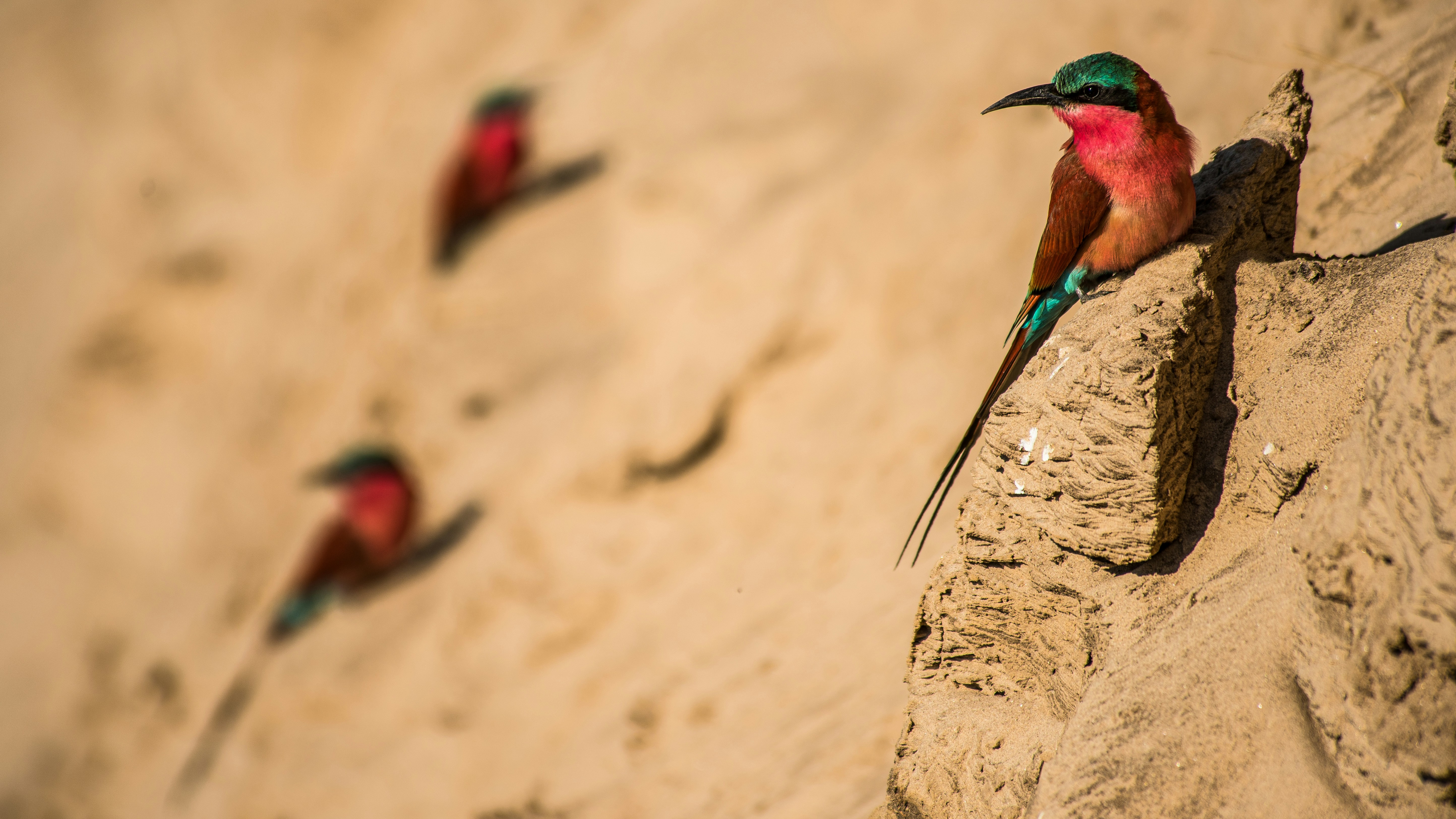 A vibrant bird perched on a rocky surface, surrounded by soft sand, showcasing its striking colors in a natural habitat.