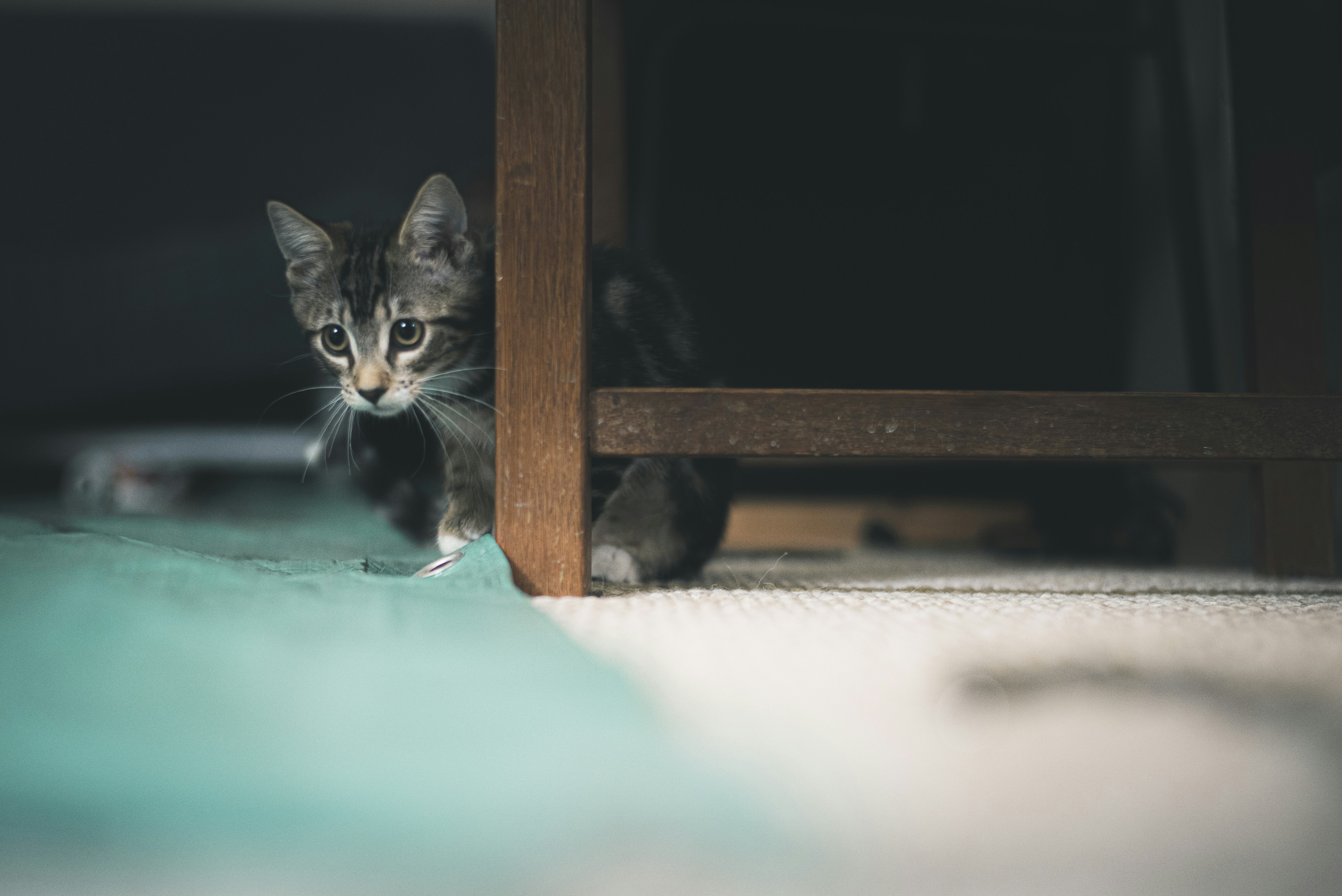 A playful tabby cat peeks from behind a wooden table, showcasing its inquisitive nature. The scene captures the essence of a cozy indoor environment.