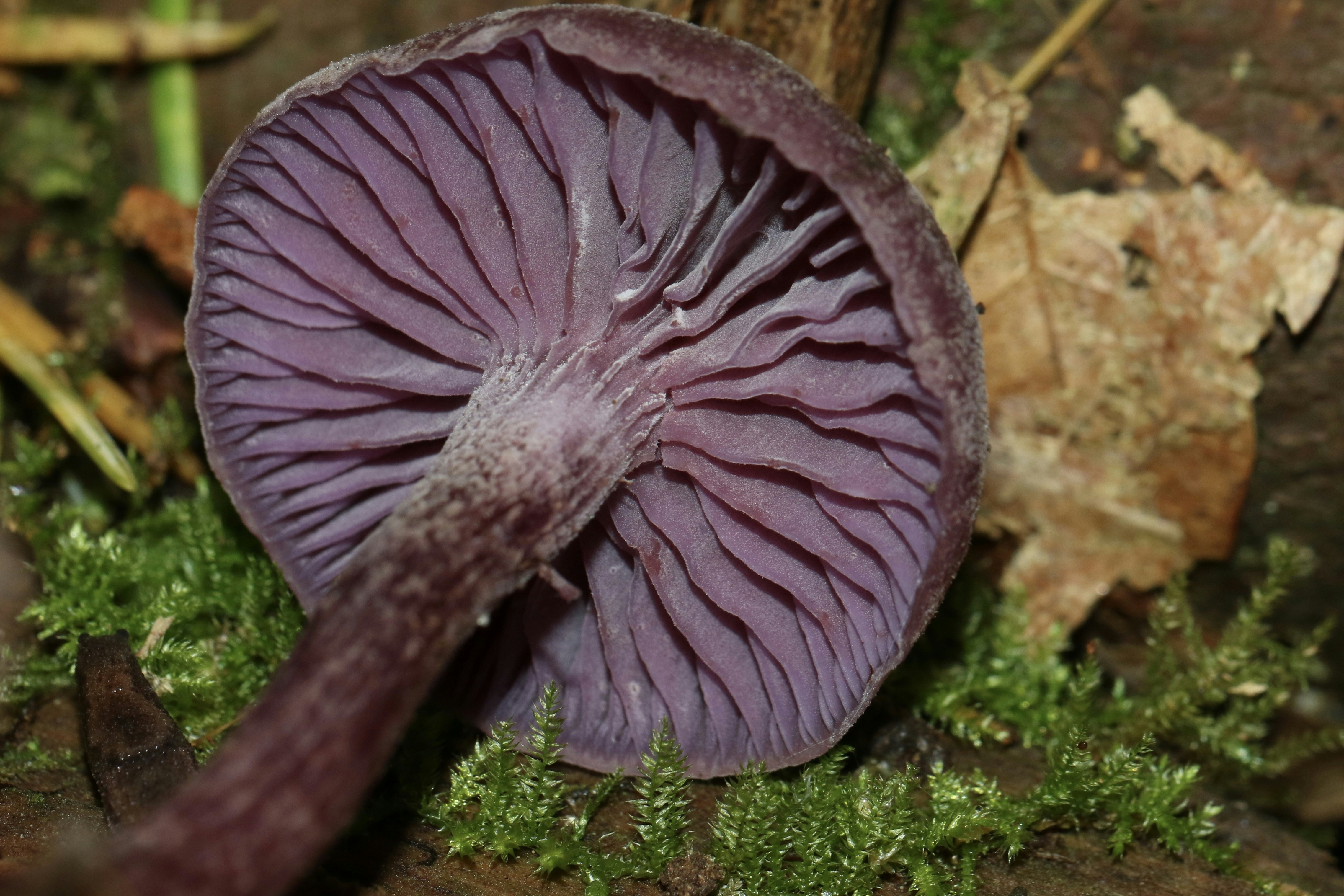 Vibrant purple mushroom showcasing intricate gills against a backdrop of moss and fallen leaves.
