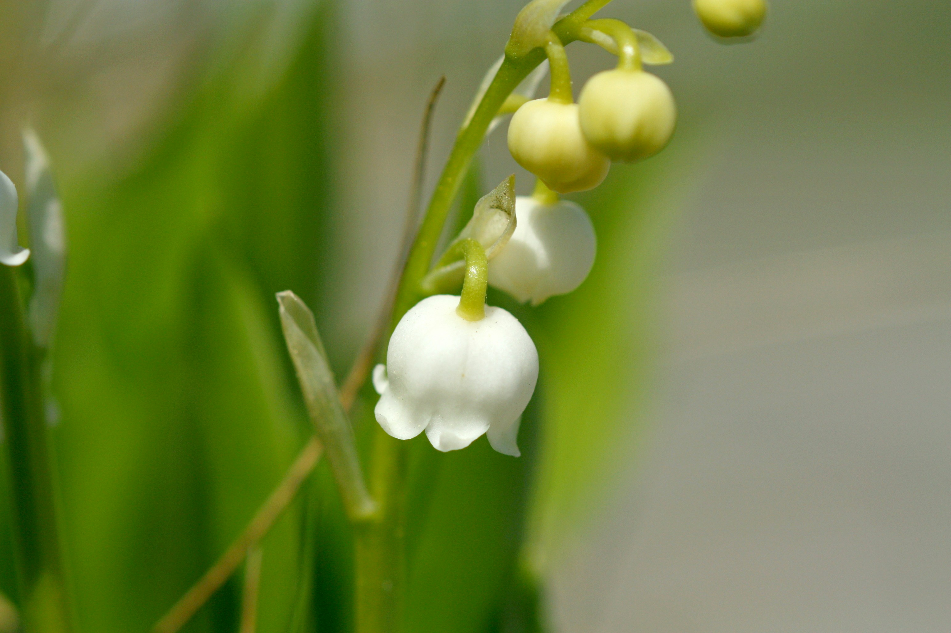 Bouton de fleur blanc en photographie rapprochée photo – Image gratuite ...