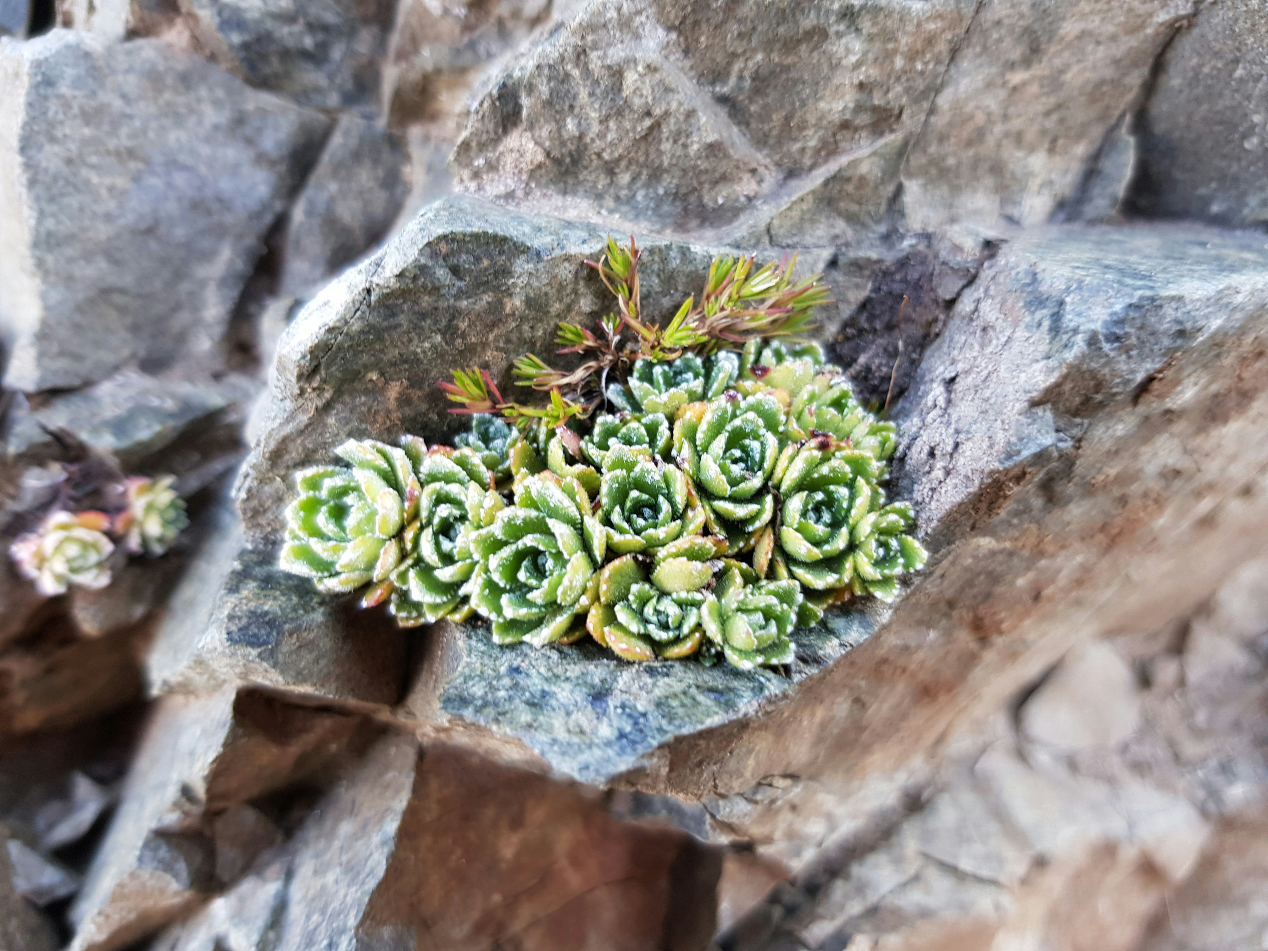 Succulent plants nestled in rocky terrain, showcasing their vibrant green hues and intricate textures.