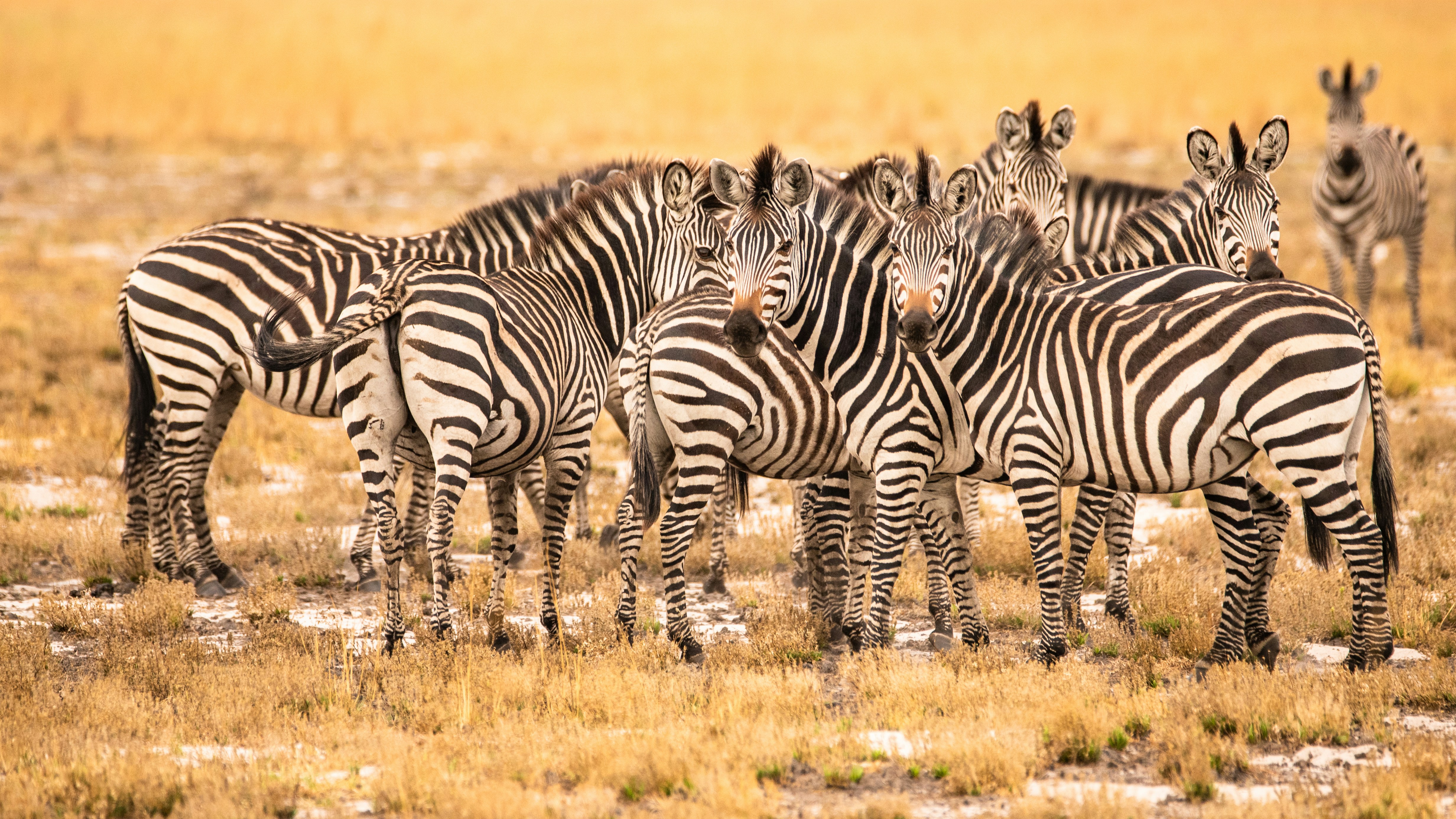 A group of zebras stands closely together in a golden grassland, showcasing their distinctive black and white stripes. The warm tones of the environment complement the zebras' striking patterns.