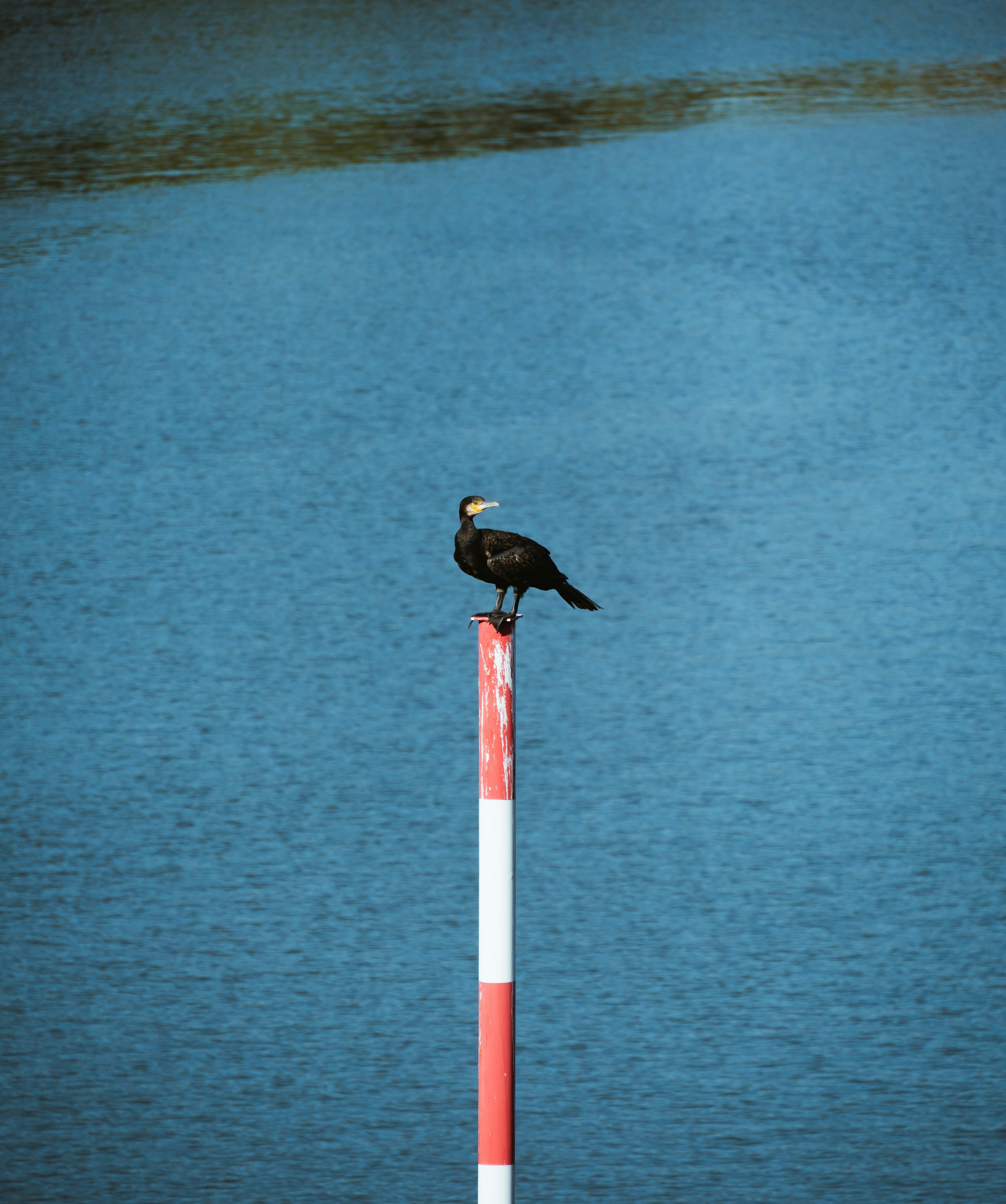 Cormorant perched on a red-and-white marker rises above calm blue water.