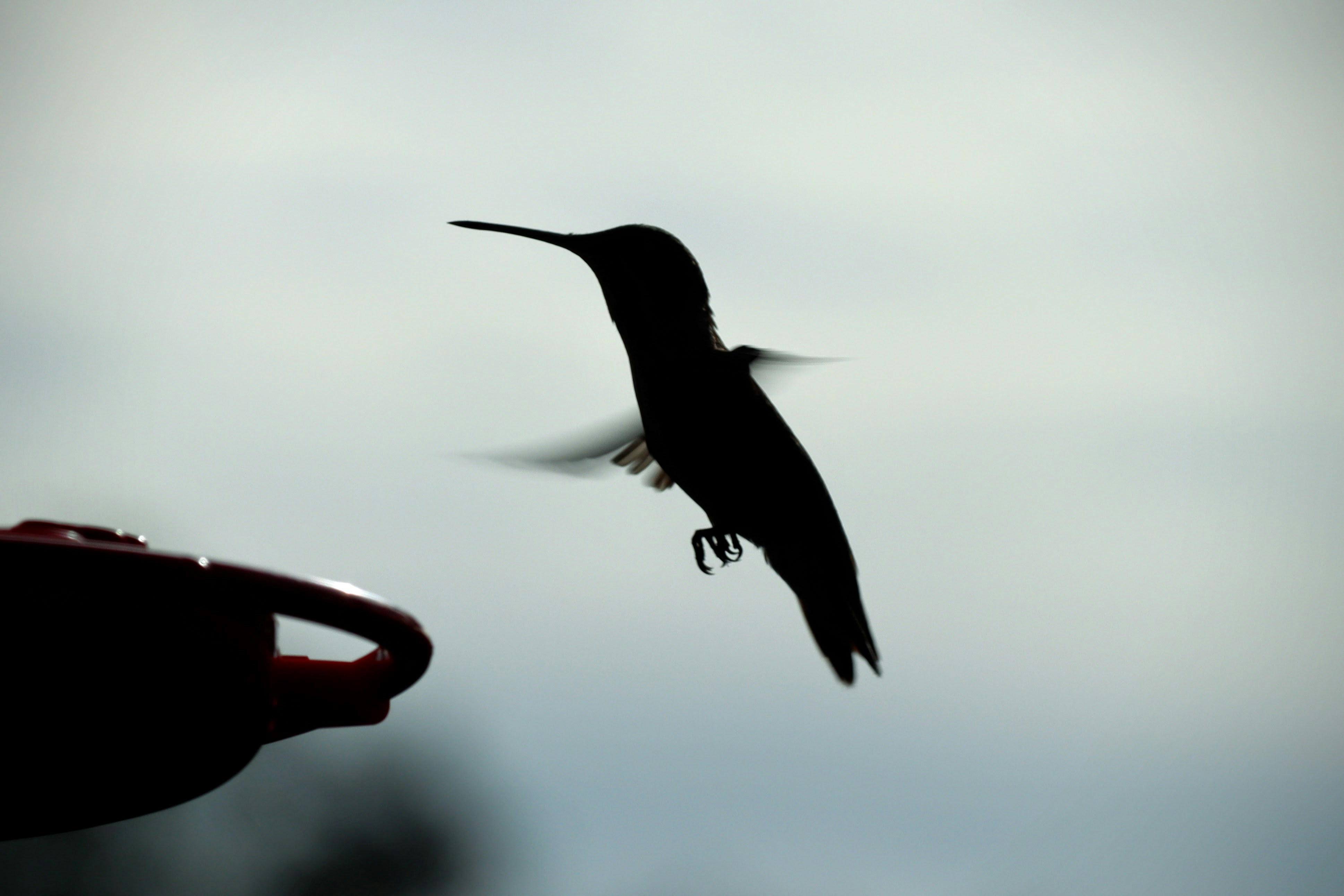 Hovering silhouette: a hummingbird beside a feeding saucer against a pale sky