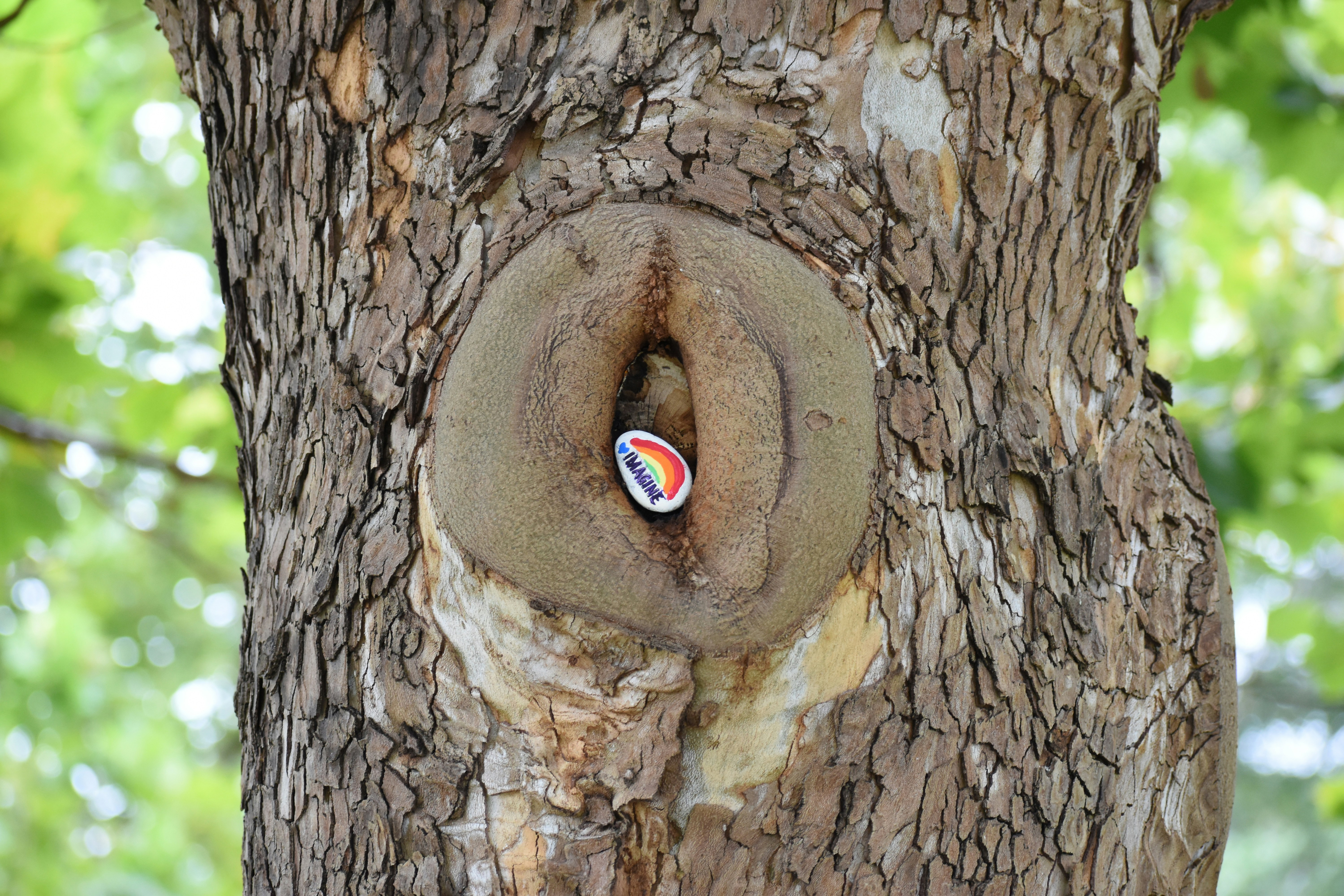 A colorful bottle cap nestled in a unique tree formation, showcasing the intersection of nature and human impact.