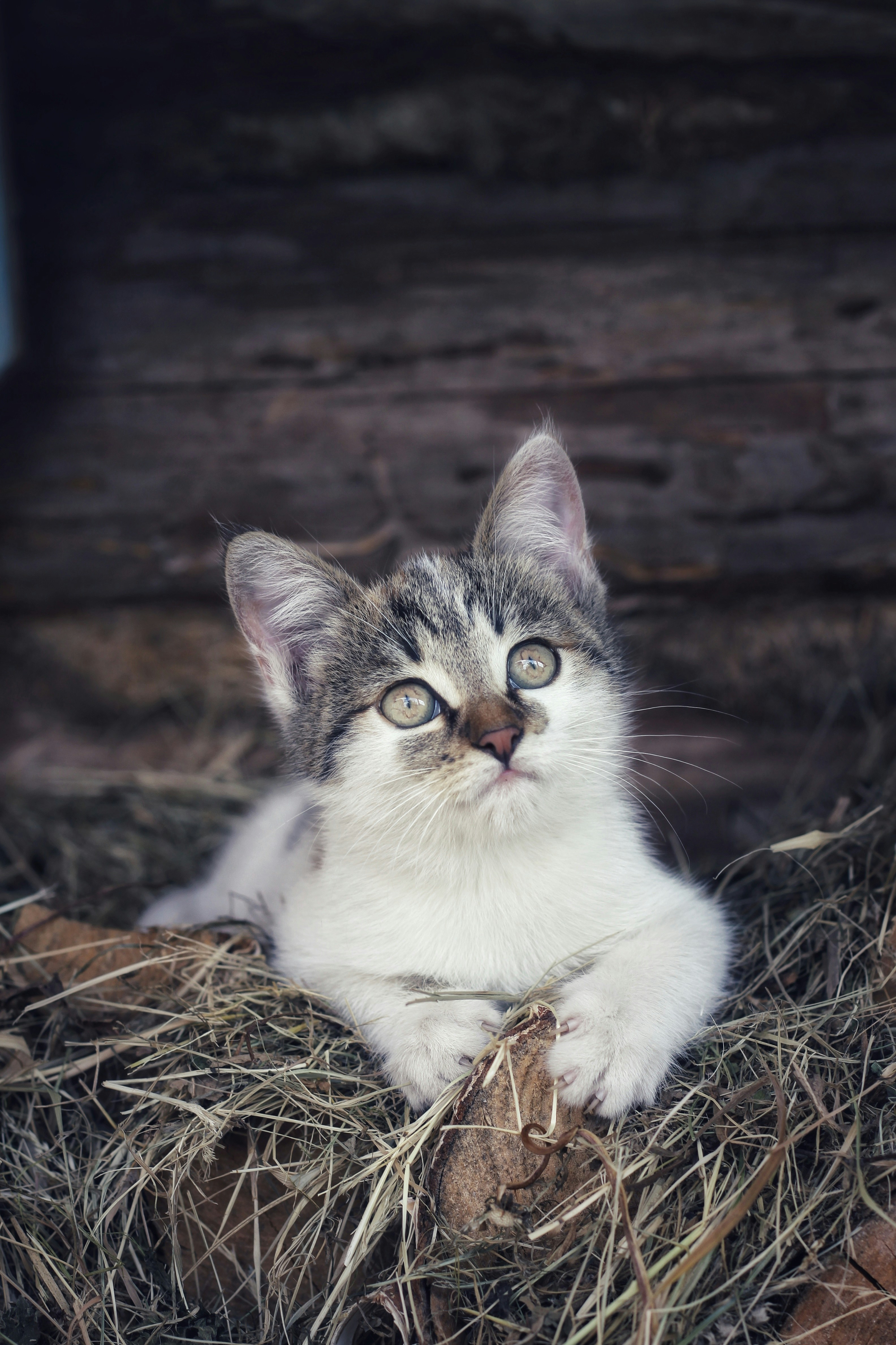 Whiskers in the Hay: a Curious Kitten in Rustic Light