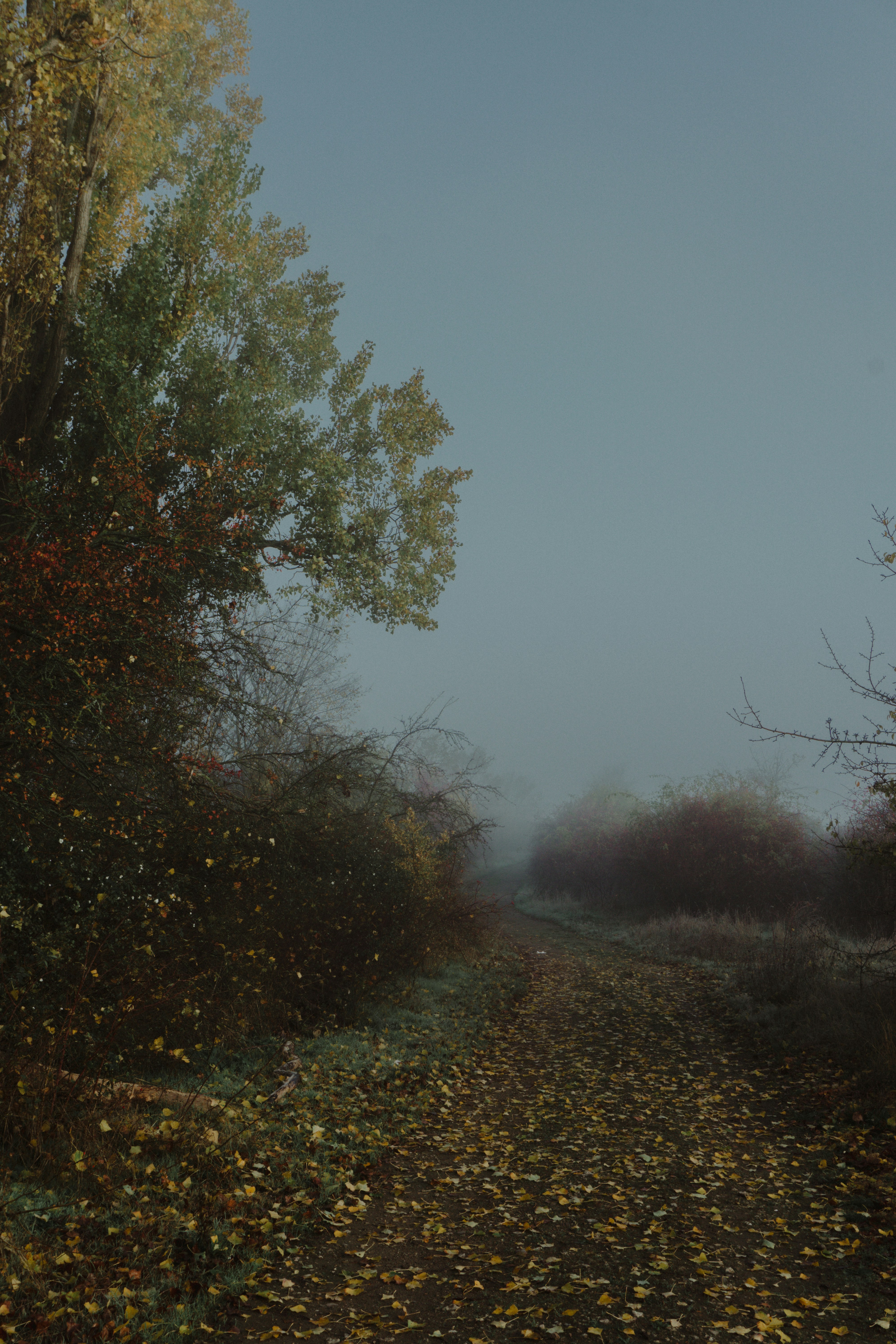 A foggy pathway lined with colorful autumn foliage, inviting exploration through nature's tranquil embrace.