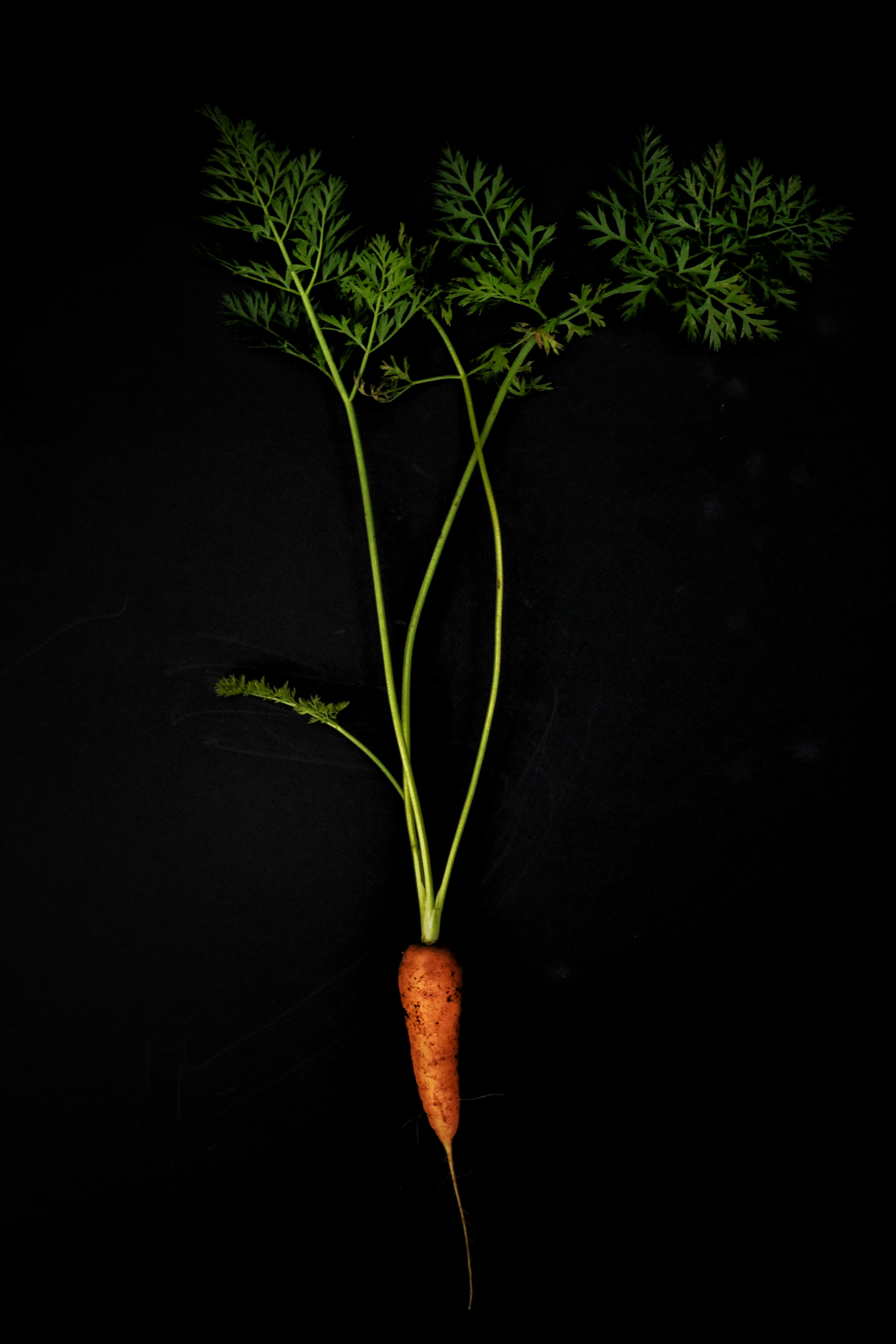 A vibrant carrot with lush green foliage against a dark background, highlighting its natural beauty and simplicity.