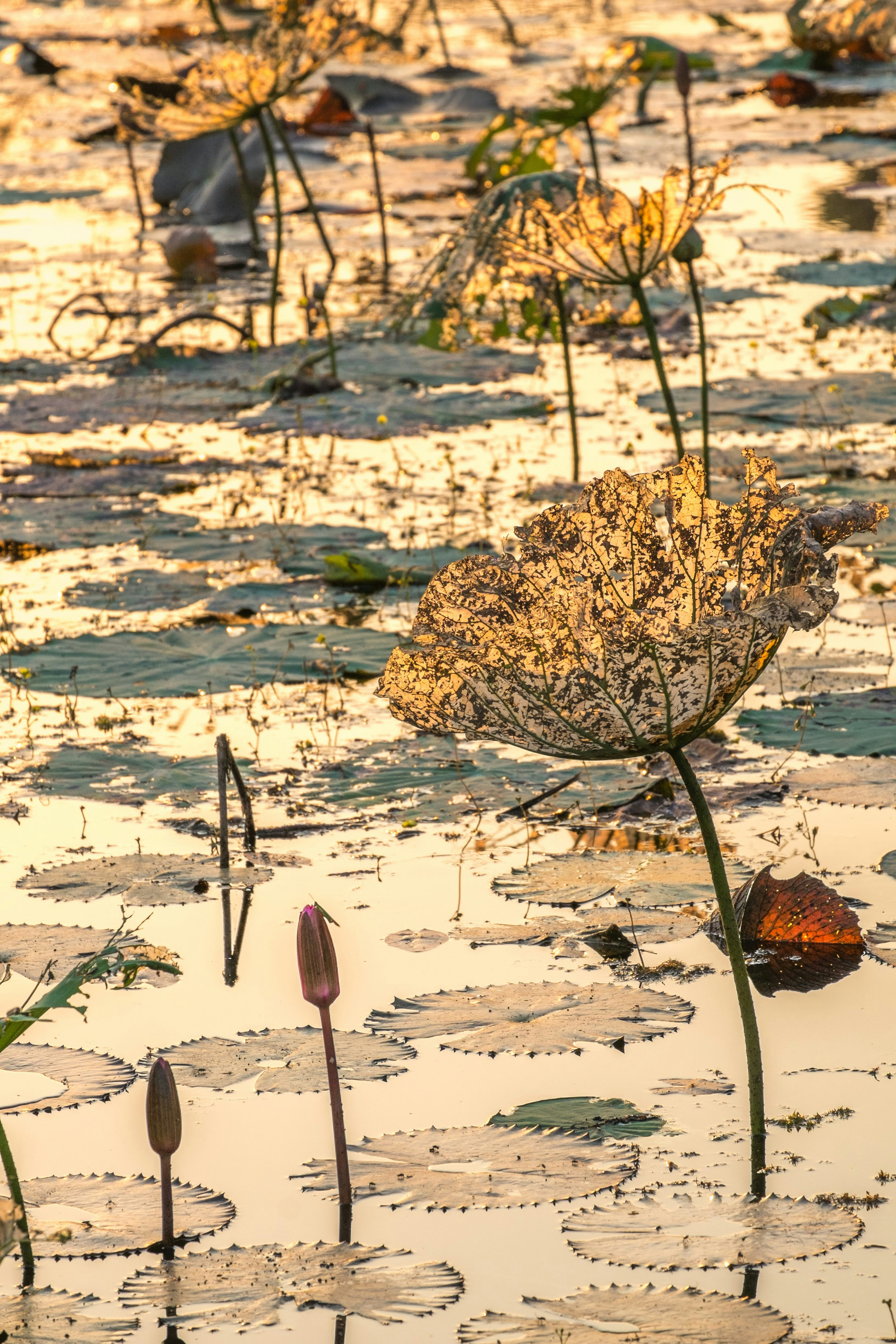 Lotus flowers and leaves floating gently on a reflective water surface, illuminated by soft golden light. The scene captures the tranquility of nature.