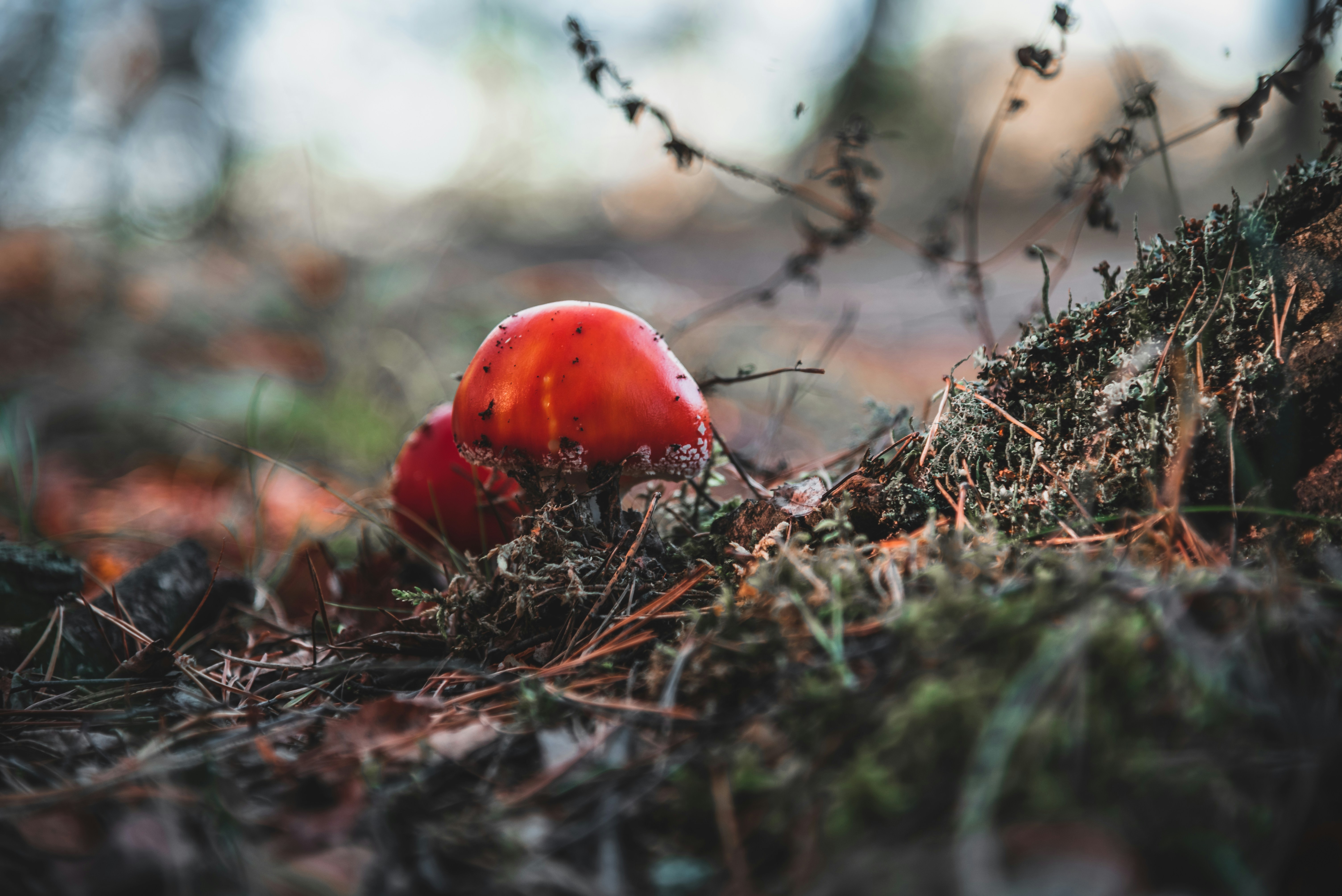Red Ember on the Forest Floor: a solitary mushroom among frost-kissed needles