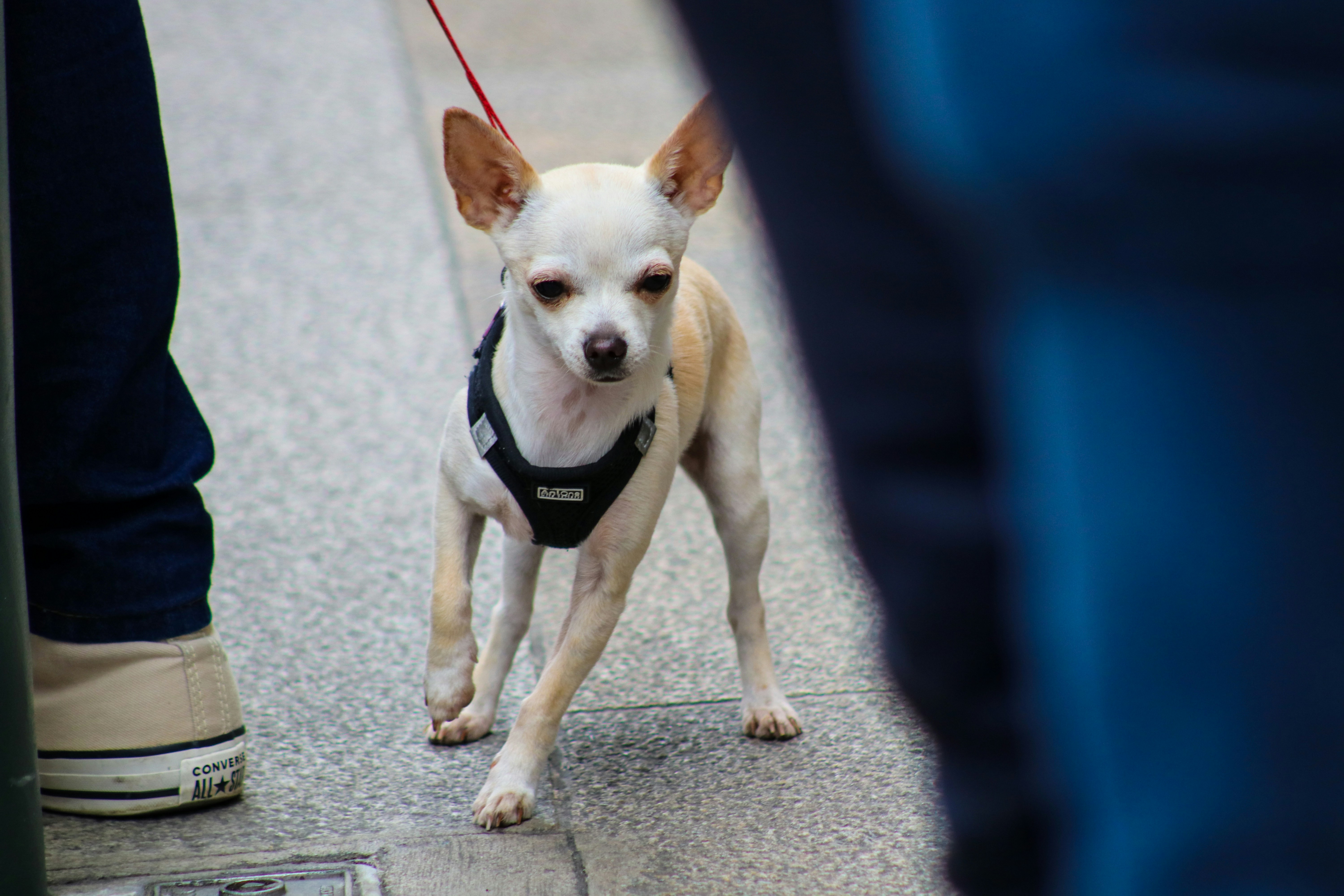 Chihuahua on a leash walking along a city sidewalk, framed by blurred pedestrians.