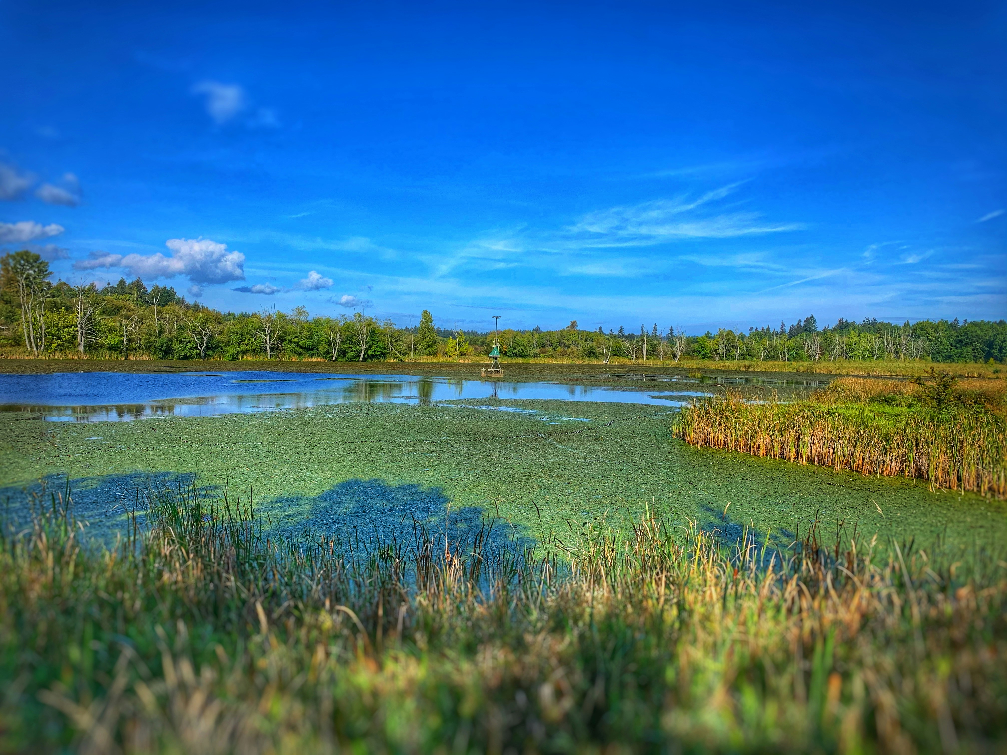 Buttertubs marsh on the last day of summer 
 | green grass field near lake under blue sky during daytime