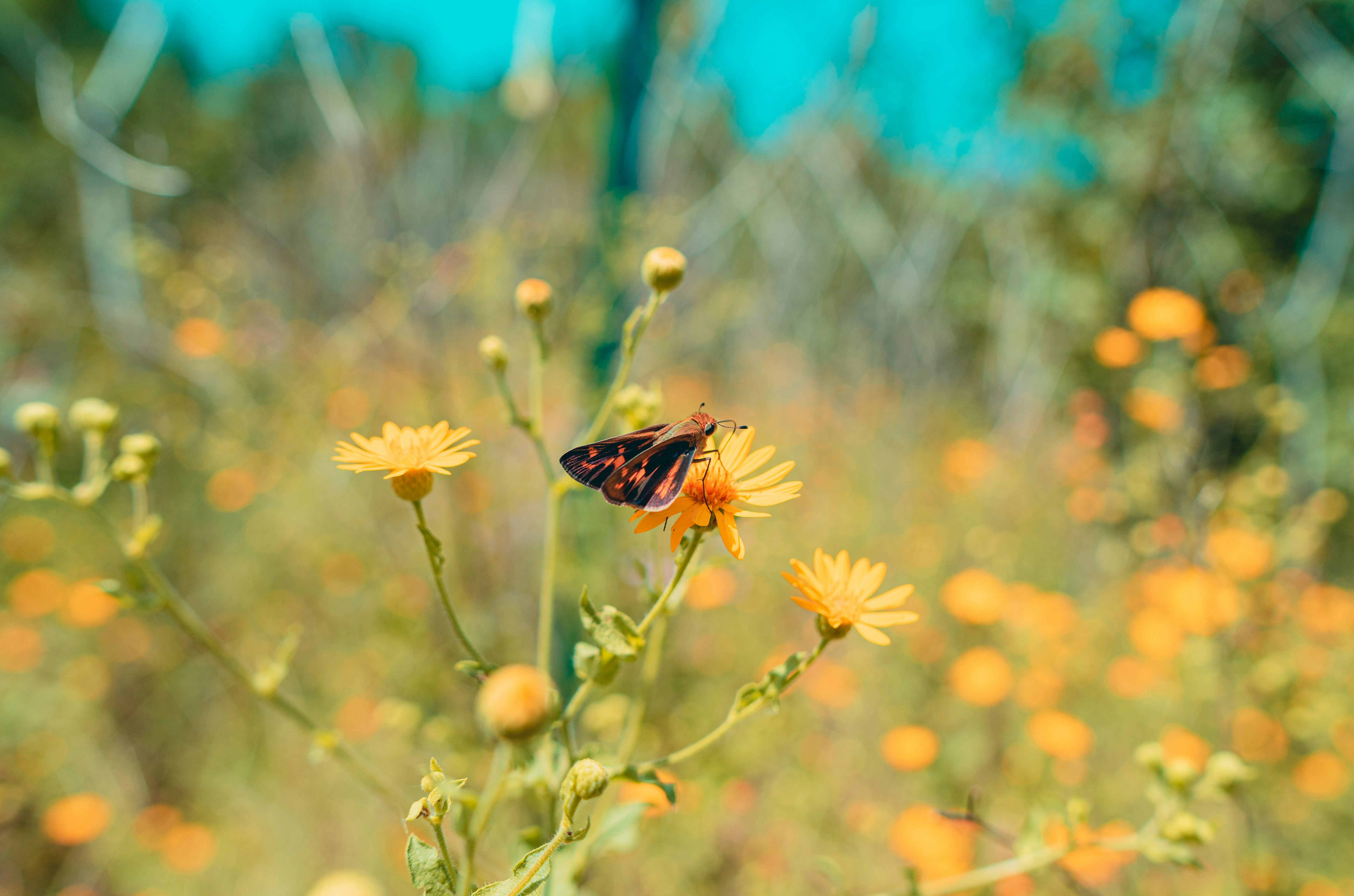 Amber Bloom, a Butterfly’s Pause in a Sunlit Meadow