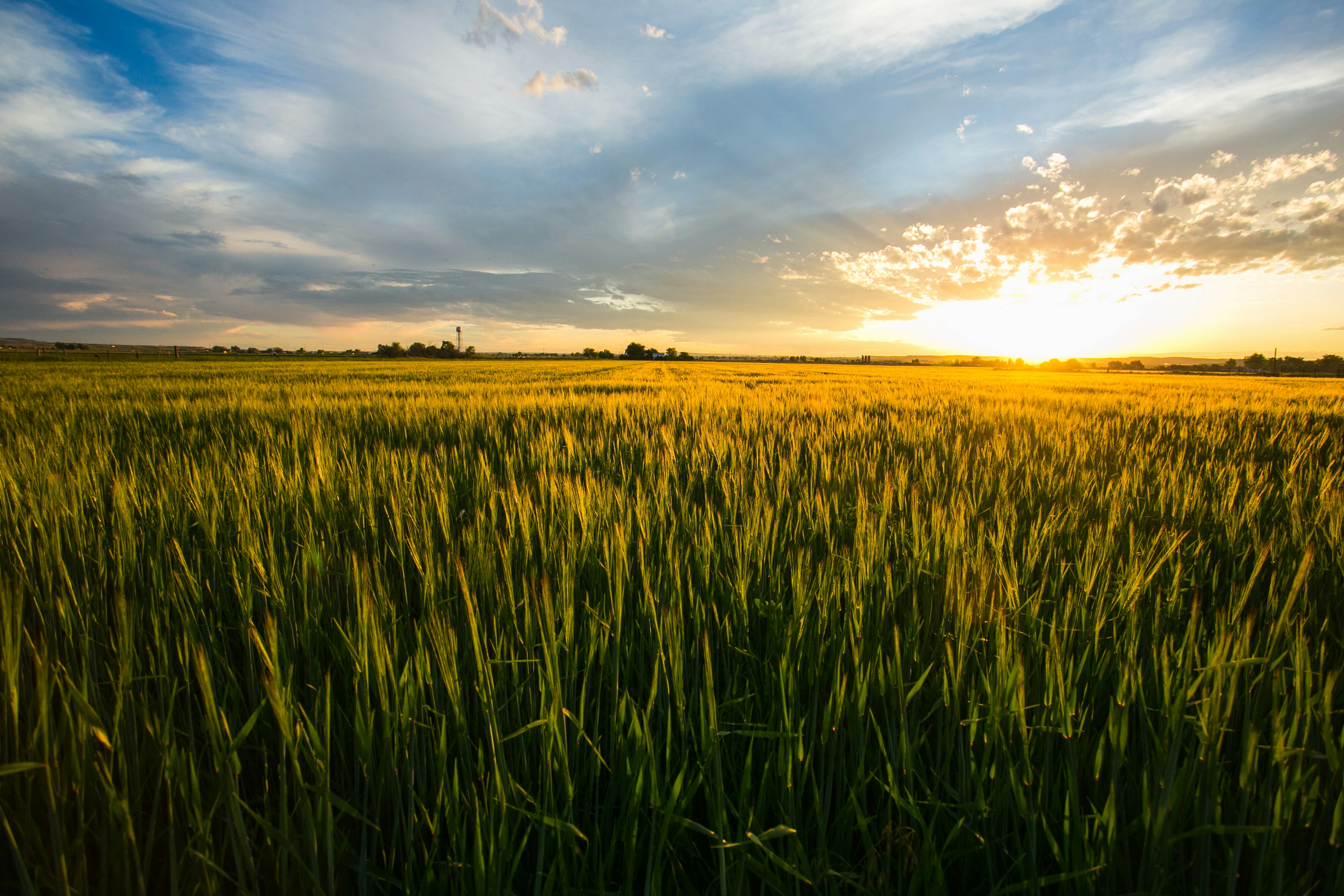 Sunset casting warm light over a lush wheat field under a partly cloudy sky.