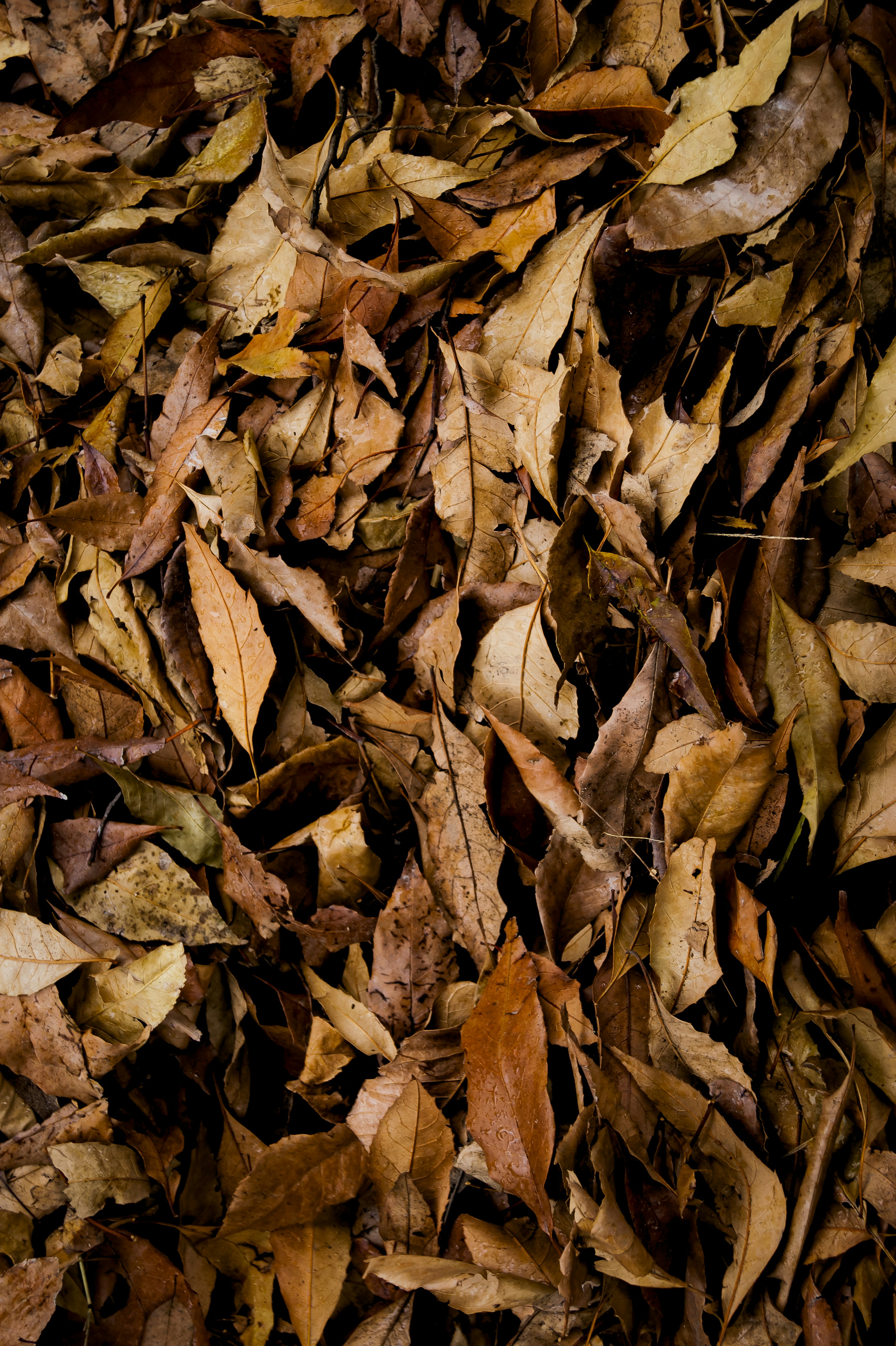 Amber Tangle: A Close-Up of Fallen Autumn Leaves