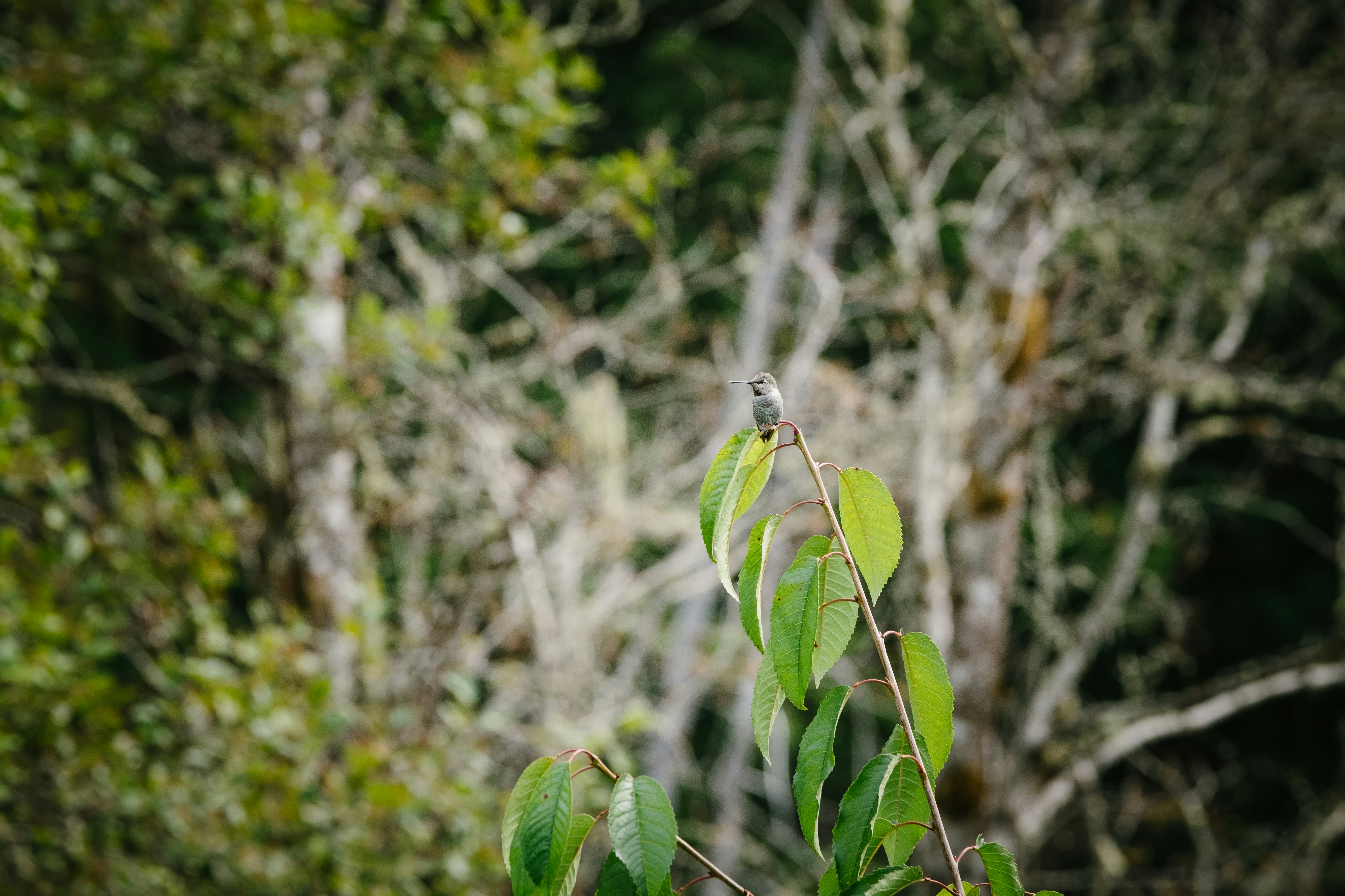 A small bird perched atop a leafy branch, surrounded by a blurred backdrop of trees. The scene captures the tranquility of wildlife in its natural habitat.