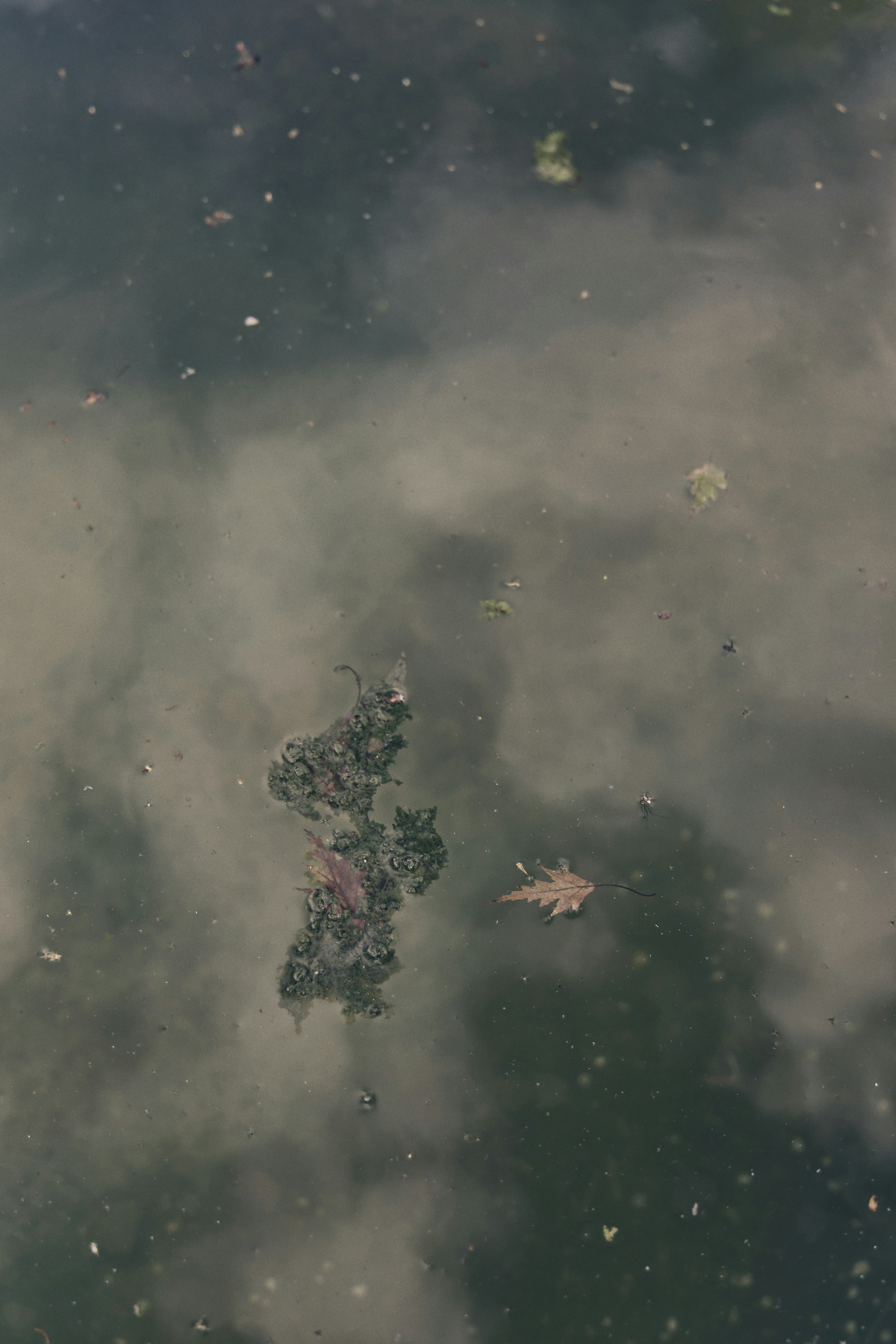 Mottled Drift: Leaves and Cloud Reflections on Quiet Water