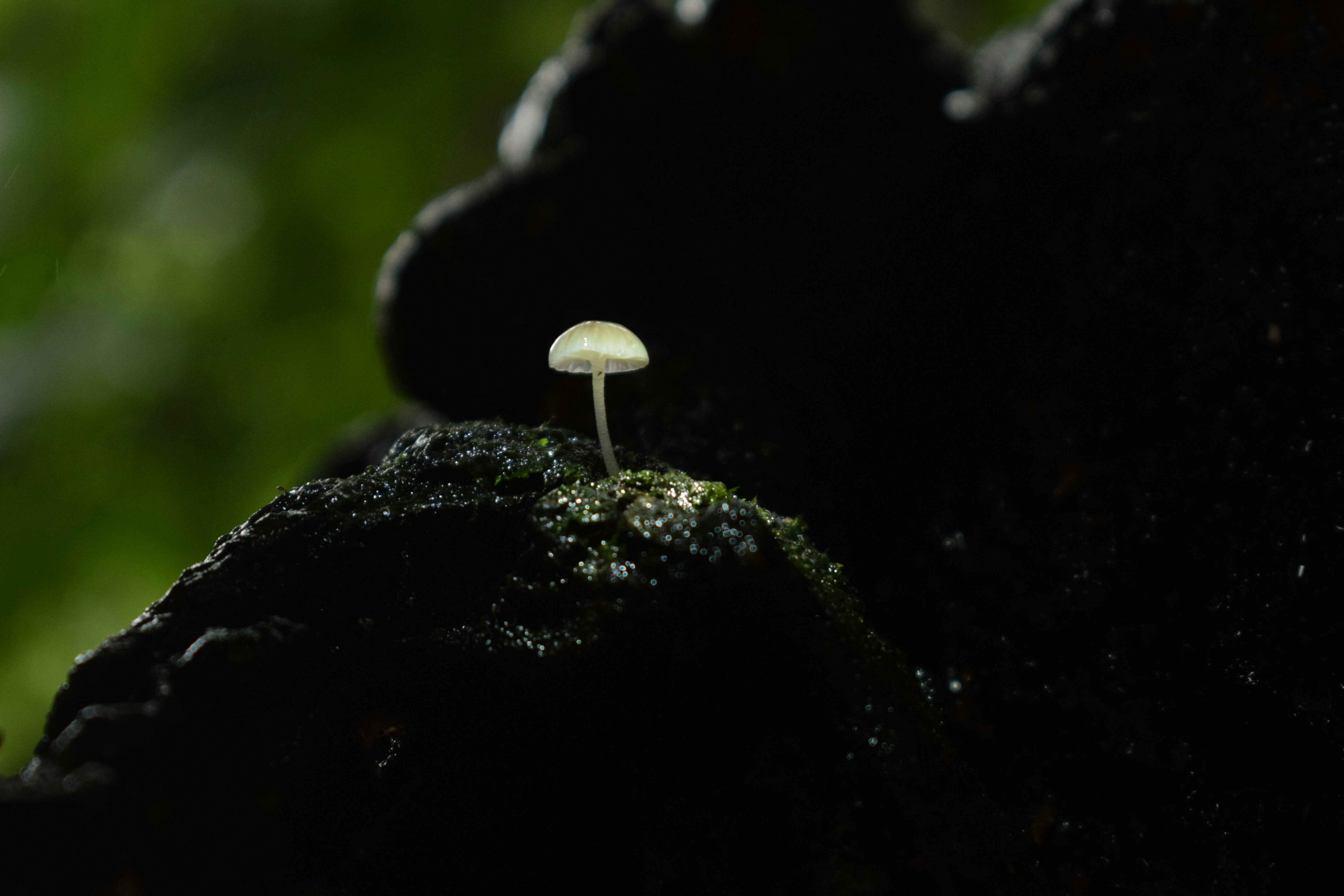 Delicate mushroom emerging from a dark, textured surface, illuminated by soft light, showcasing its fragile beauty amidst a lush, green backdrop.