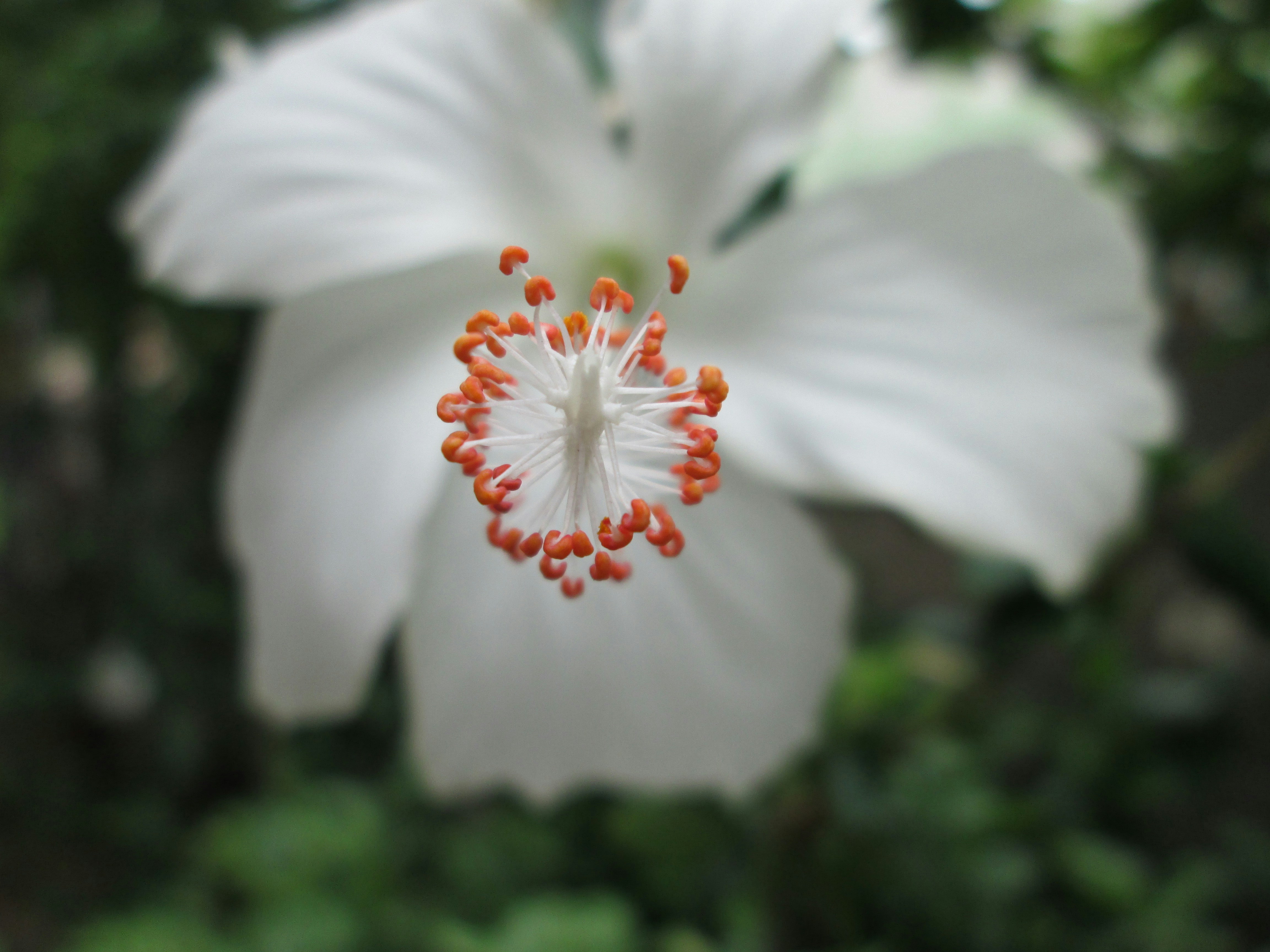 Delicate white hibiscus flower showcasing vibrant orange stamen against a lush green backdrop.