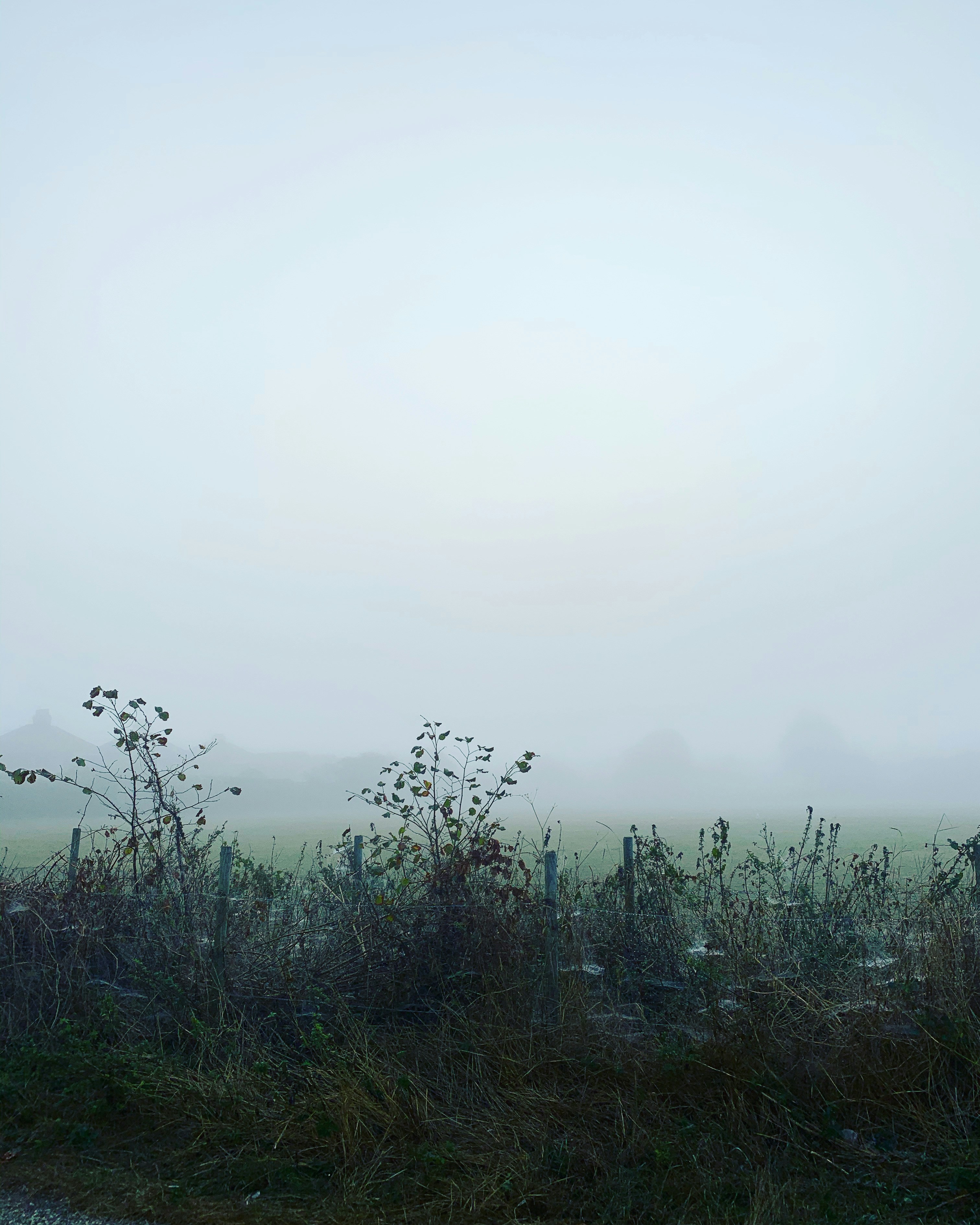 Fog envelops a tranquil meadow, with overgrown foliage and a rustic fence hinting at the landscape's hidden beauty.