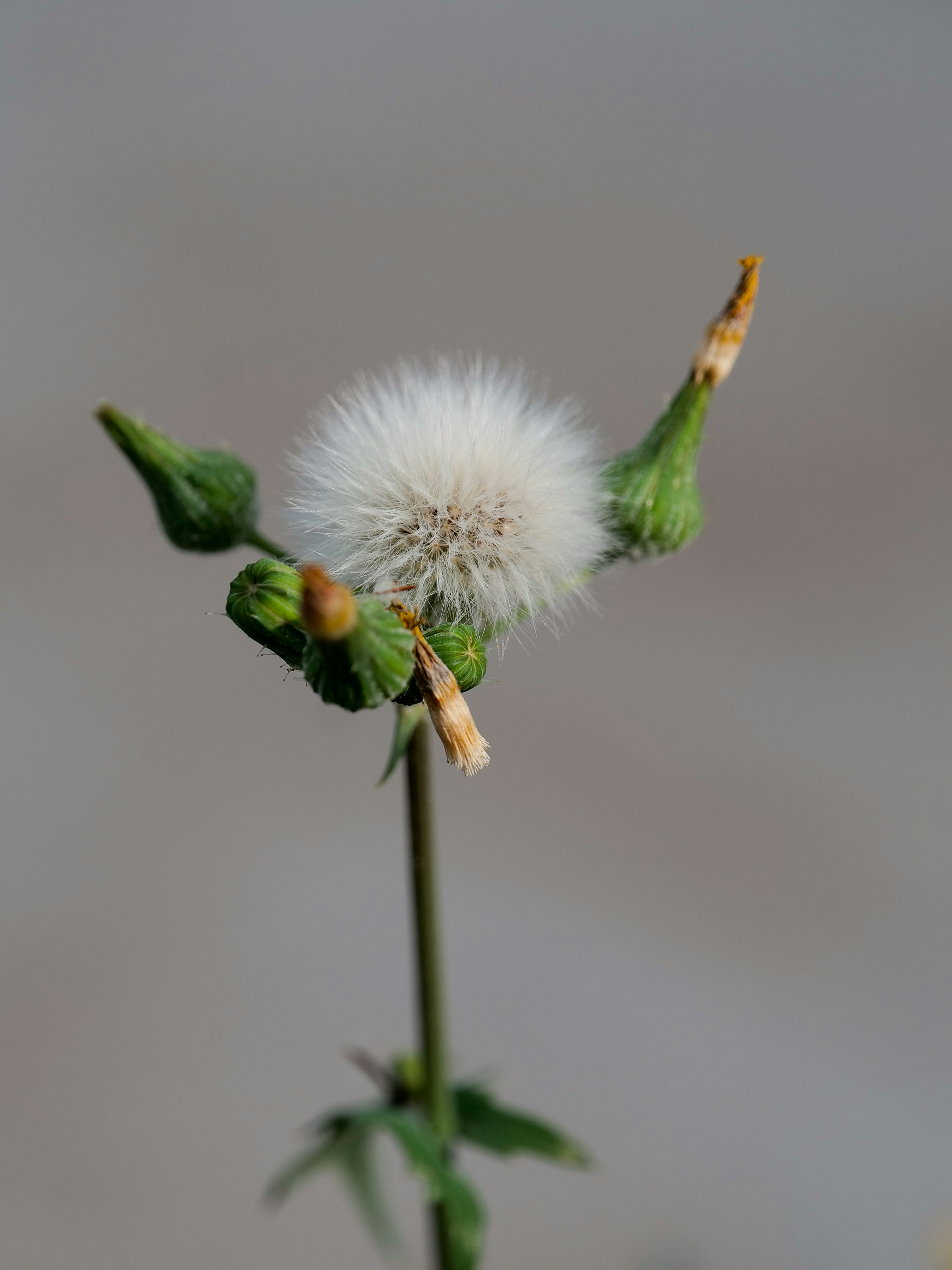 Whispering Seedhead Against a Quiet Gray Backdrop