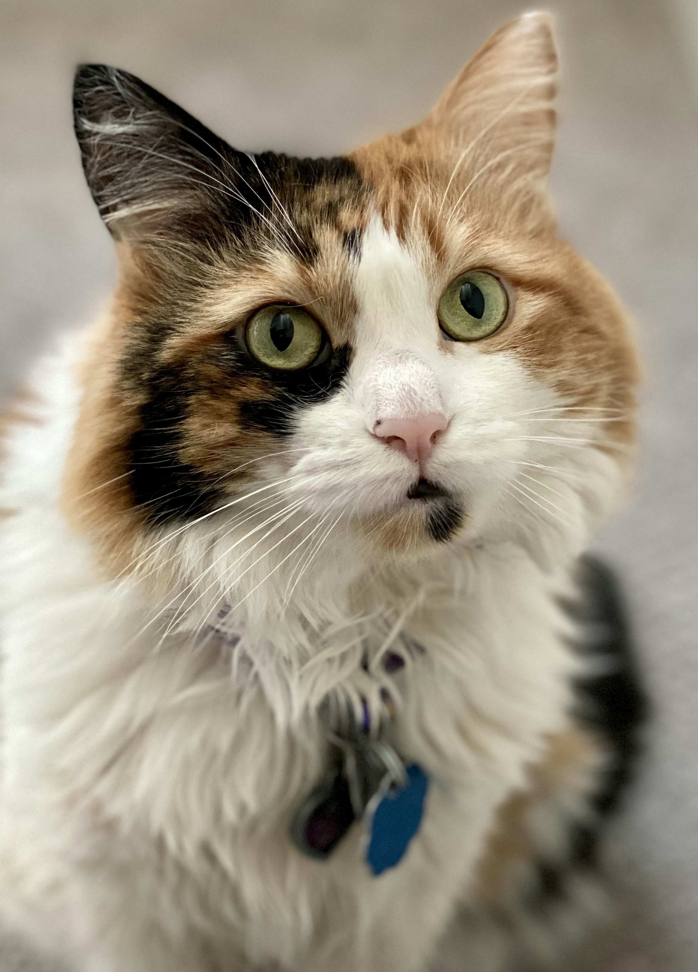 Whiskered Curiosity
