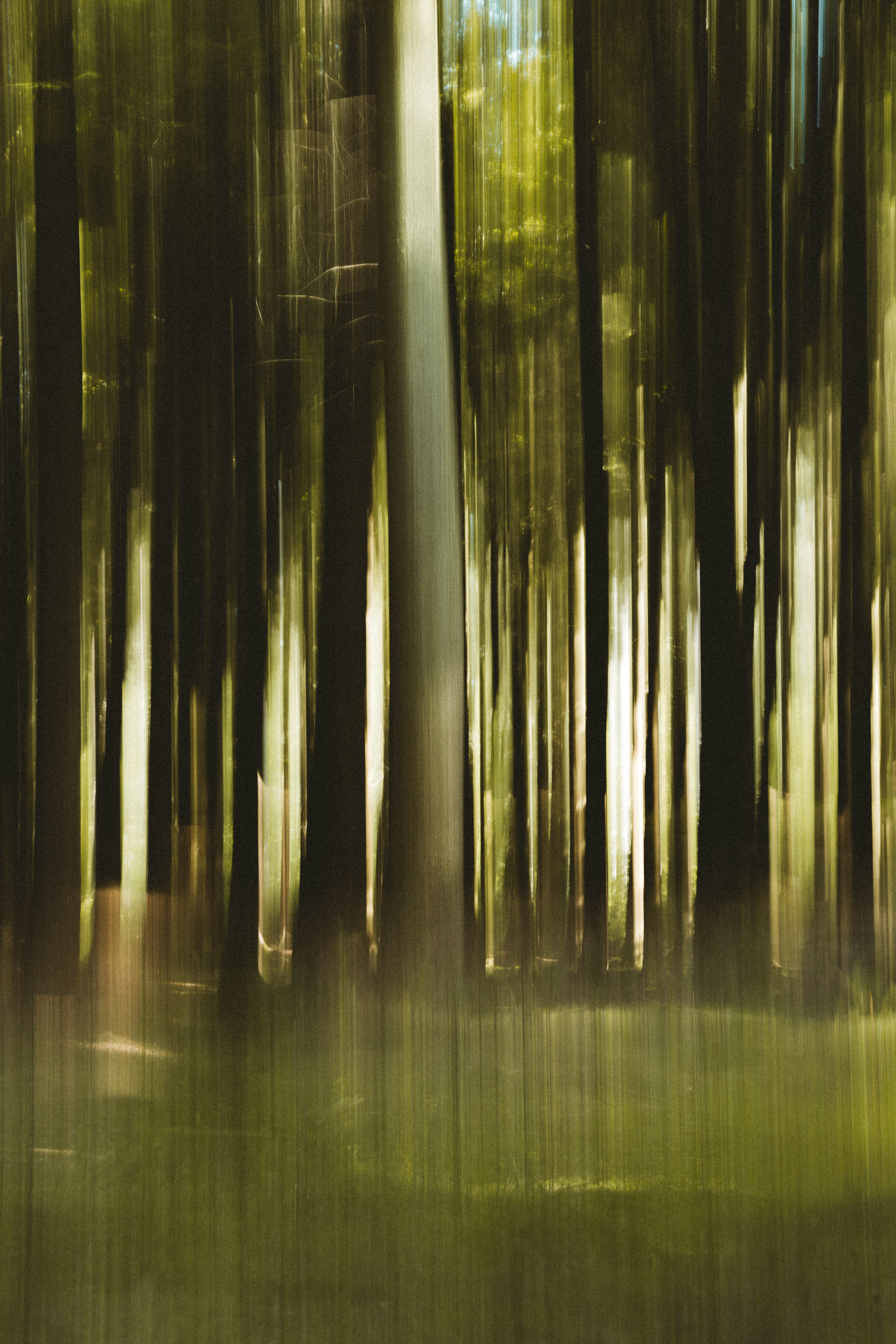 Motion-blurred forest photograph of tall trunks and sun-dappled undergrowth, with a soft, ethereal glow.