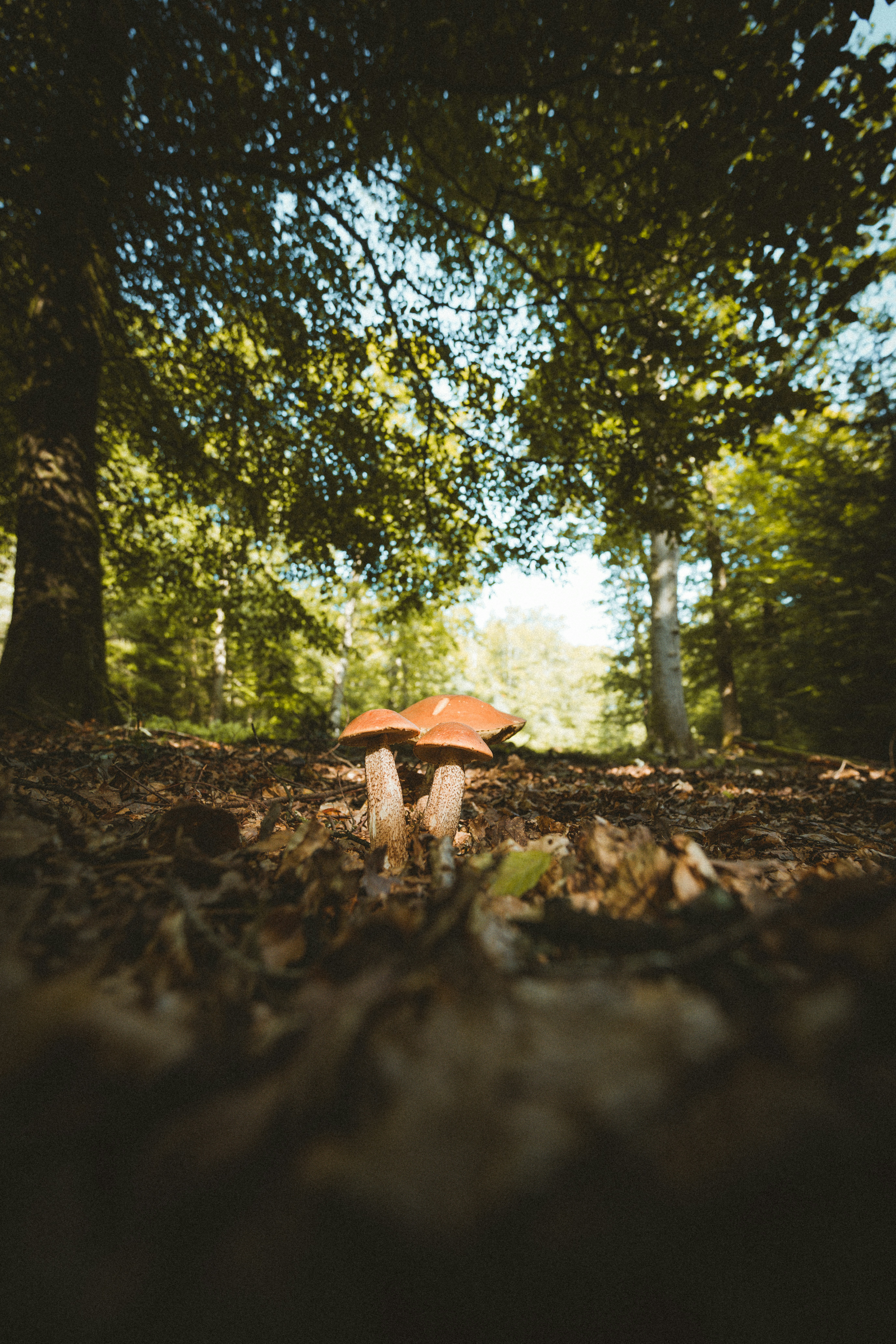 Trio of orange-capped mushrooms basking in quiet forest light