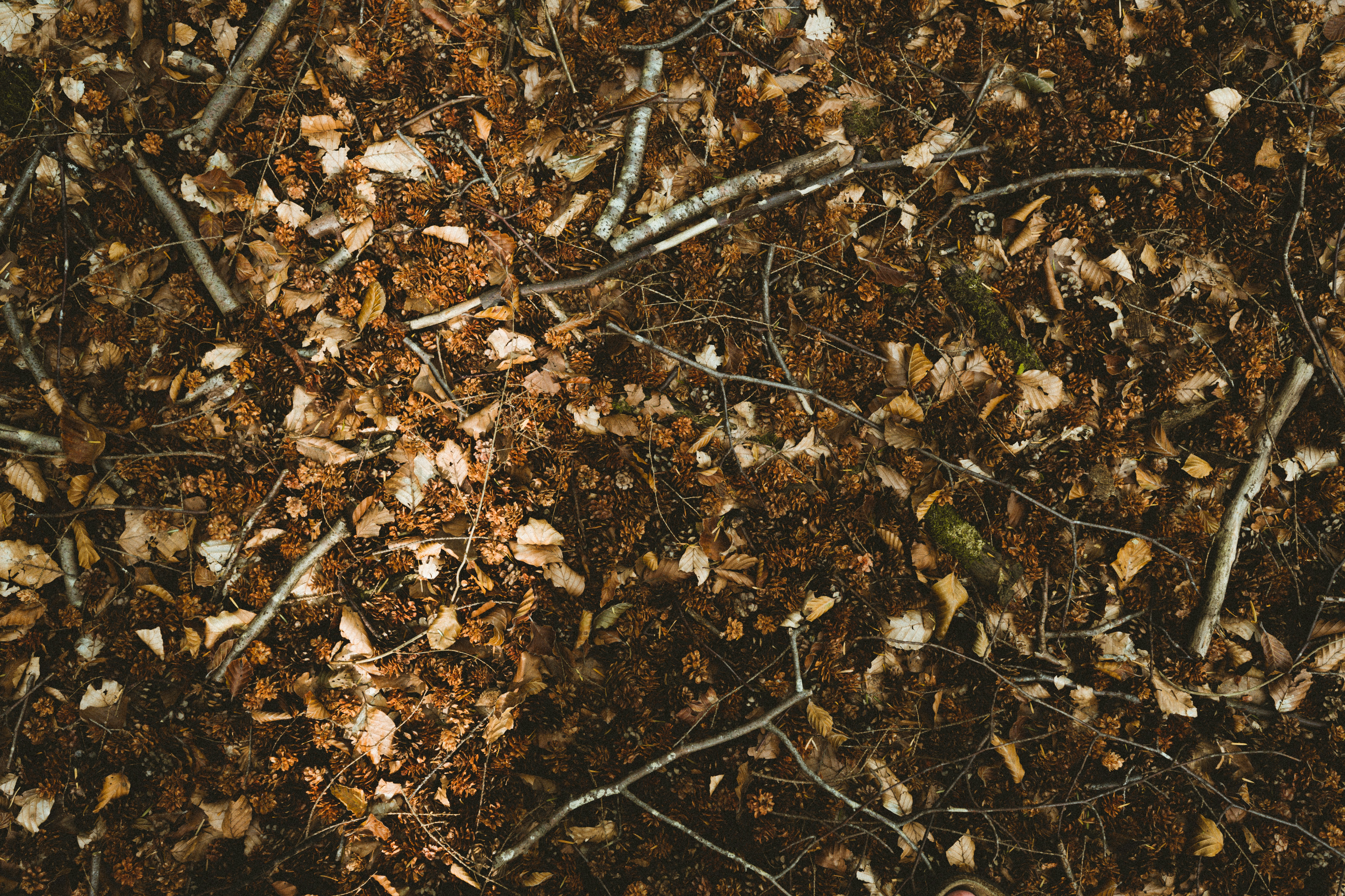 A textured carpet of fallen leaves and twigs covering the forest floor, showcasing the intricate details of nature's decay.