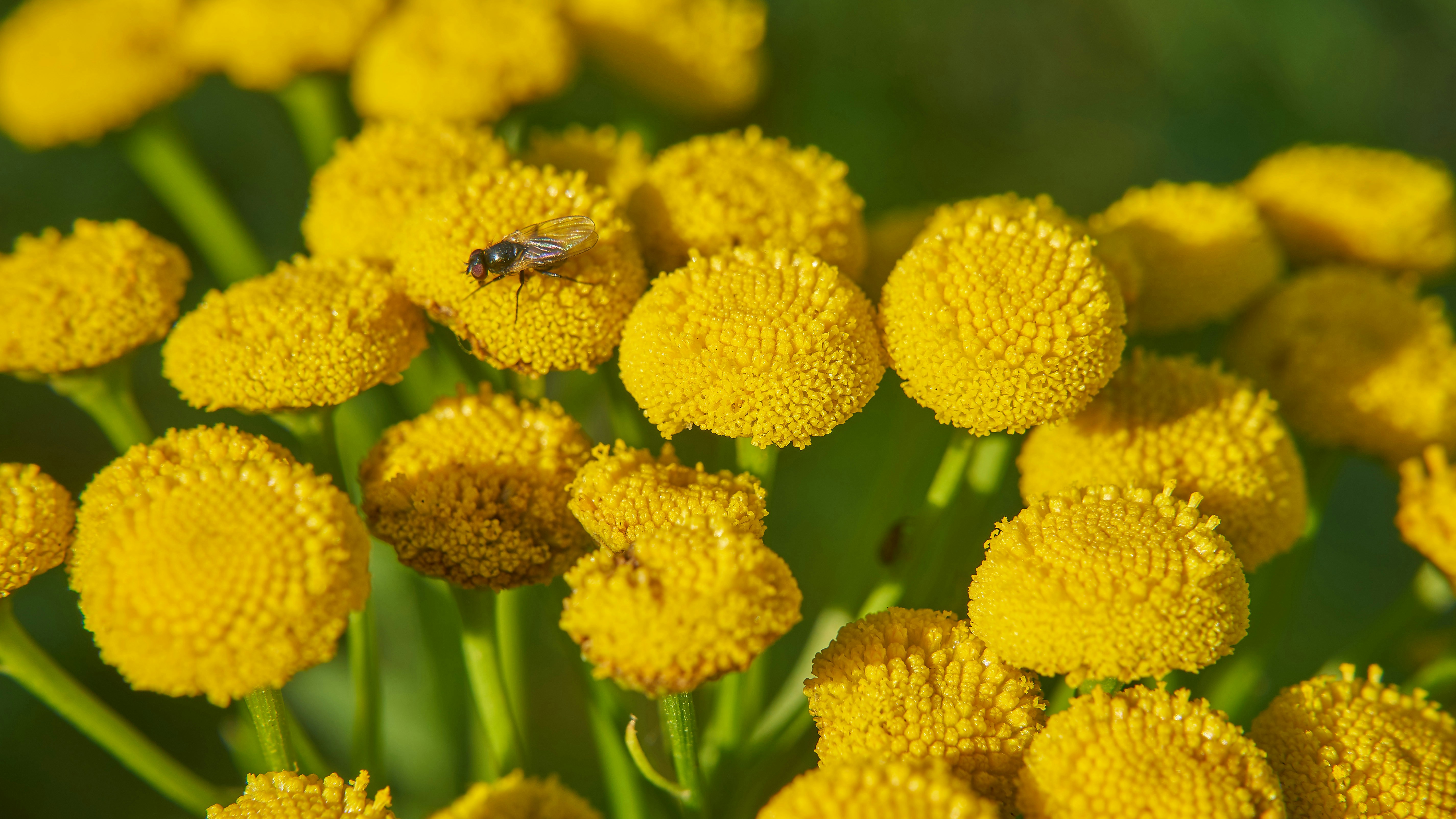 black and yellow bee on yellow flower