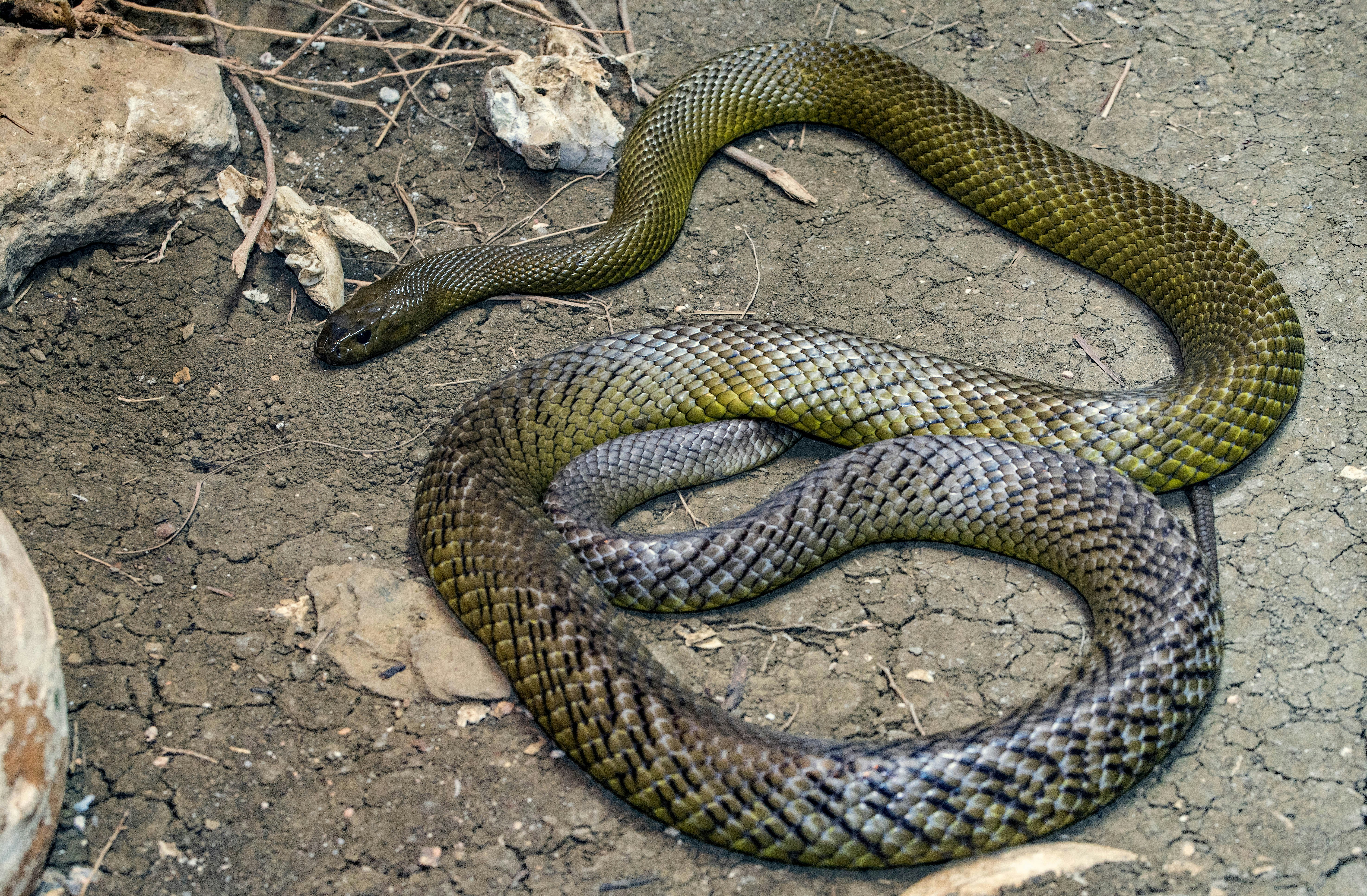 A green snake coiled on the ground, blending with its natural surroundings. The texture of its scales contrasts with the earthy backdrop.