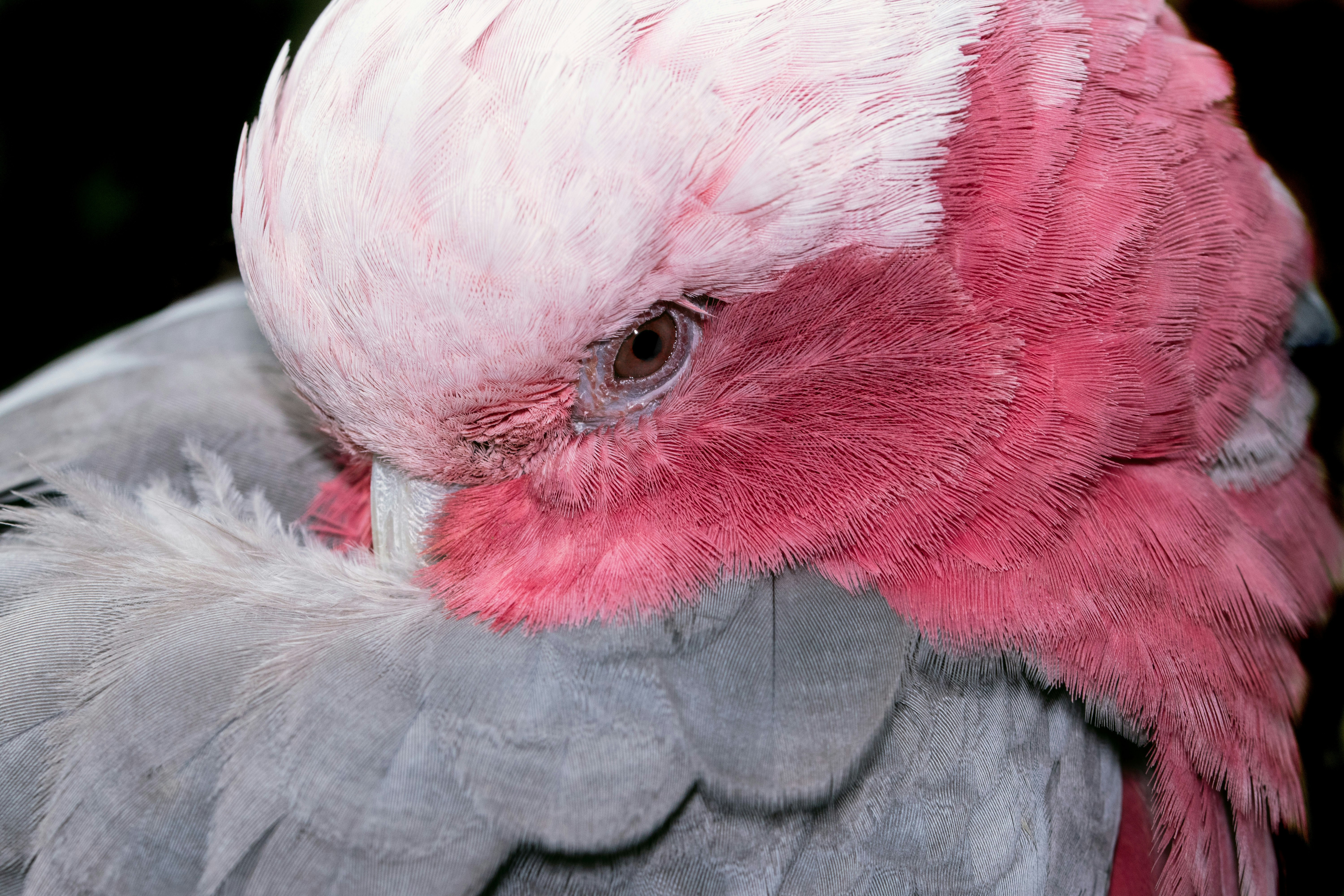 Close-up of a Galah bird, showcasing its vibrant pink and gray plumage while it preens itself. The intricate details of its feathers are highlighted against a dark background.