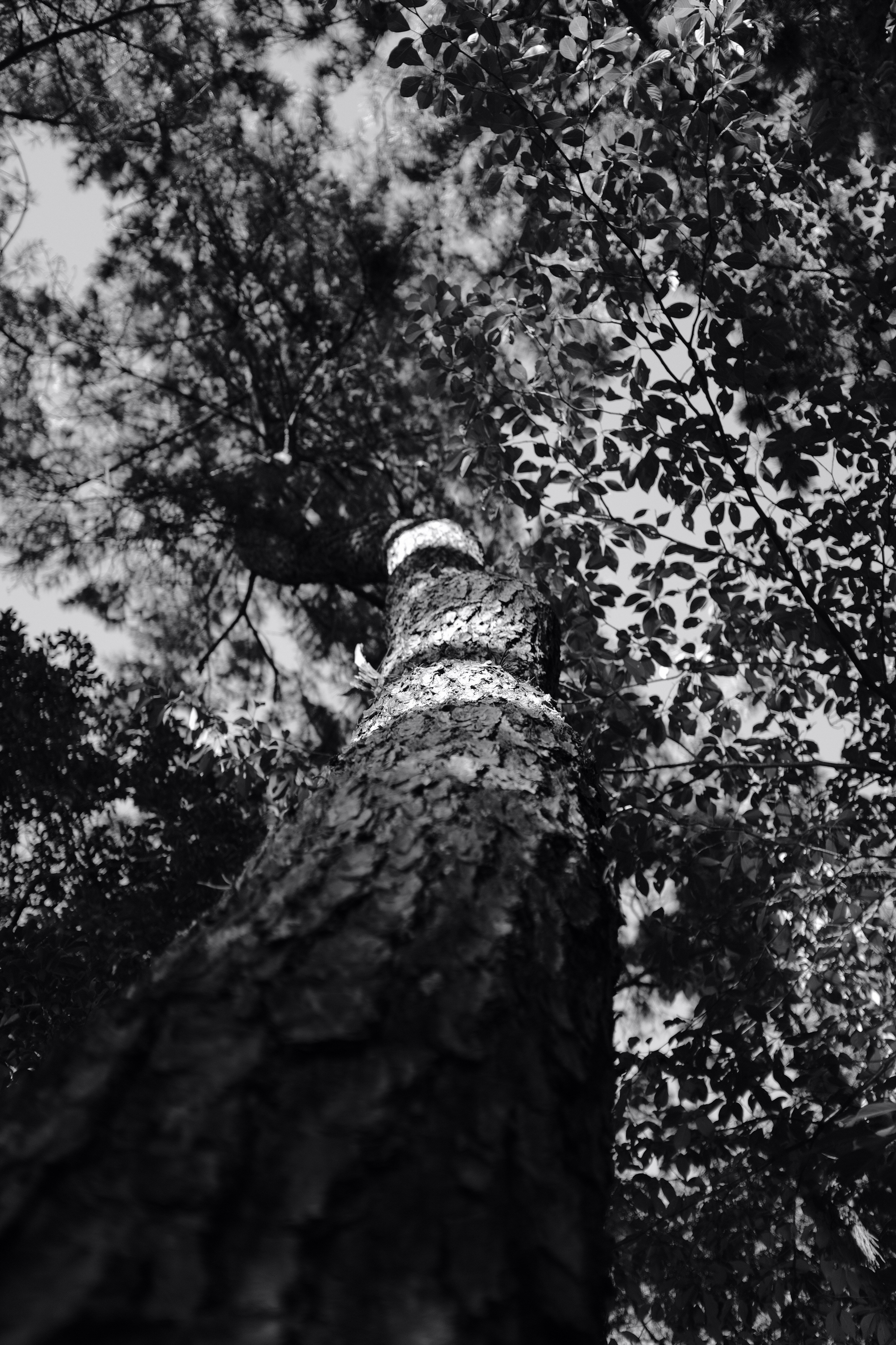 Ascendant Cedar: A Tree Reaching Toward the Sky