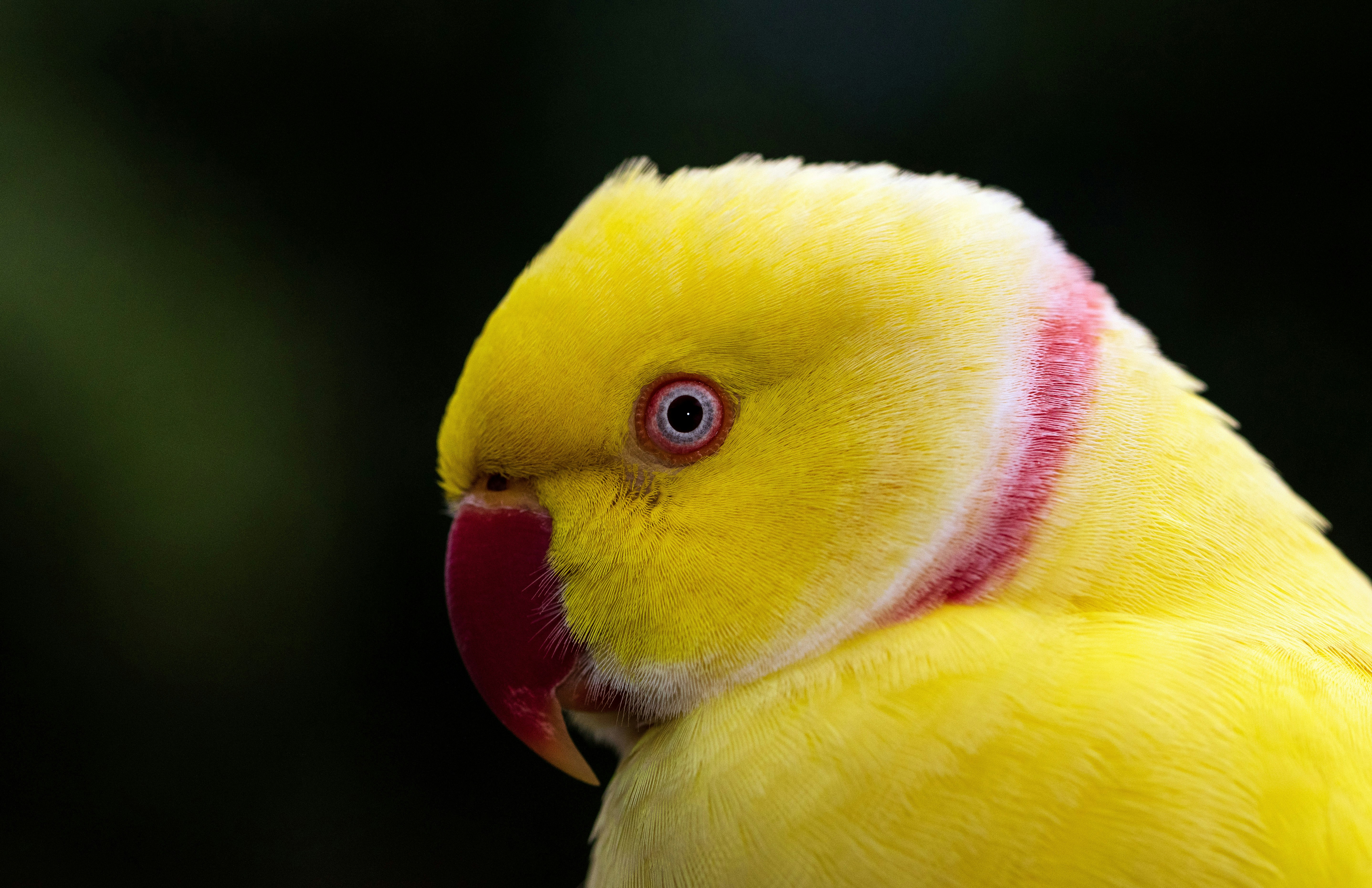 Close-up of a vibrant yellow parakeet showcasing its striking features and colorful plumage. The bird's vivid colors contrast beautifully against a blurred background.