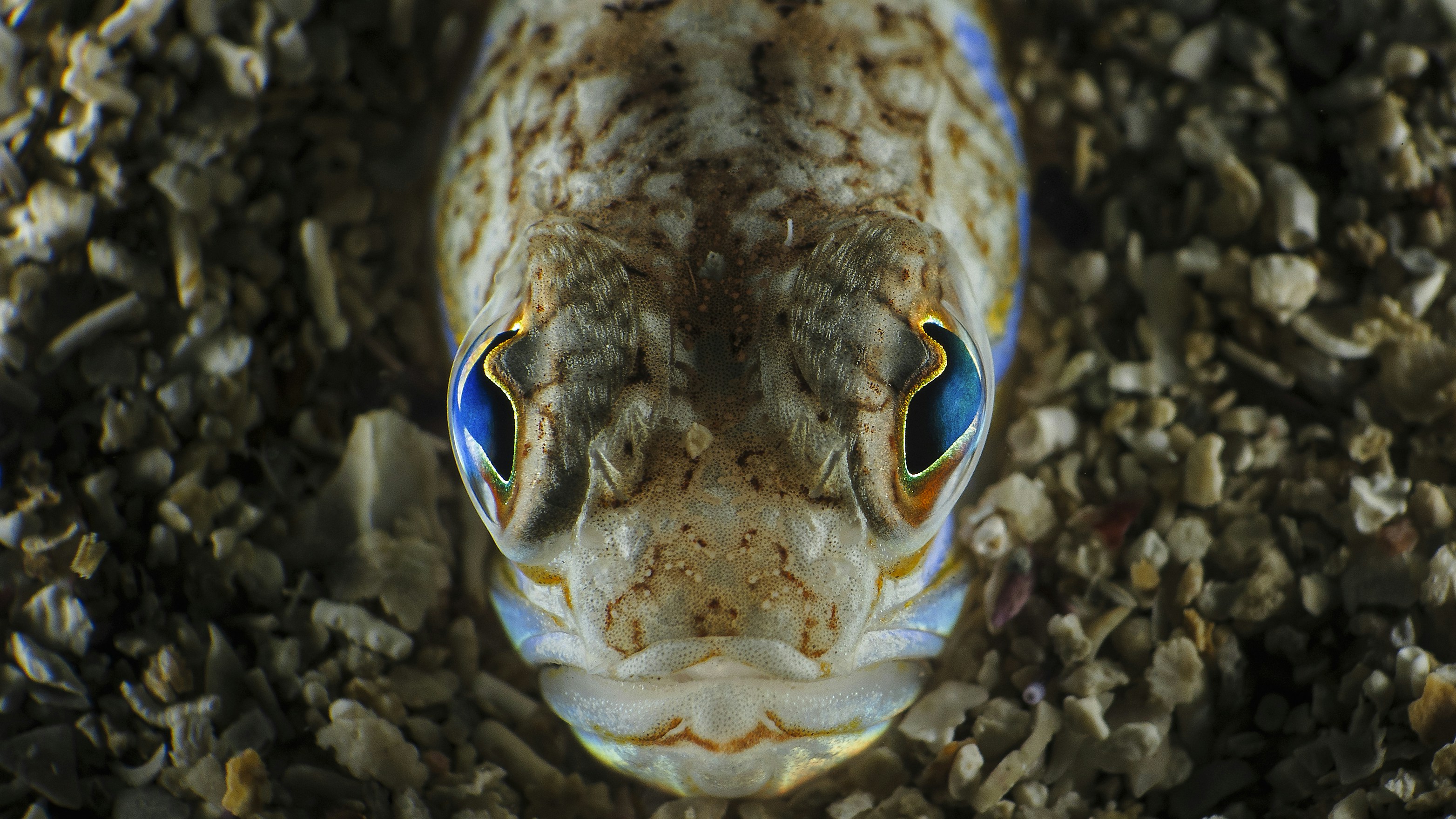 Close-up of a fish resting on sandy ocean floor, showcasing intricate patterns and vibrant blue eyes. The surrounding texture adds depth to the underwater scene.