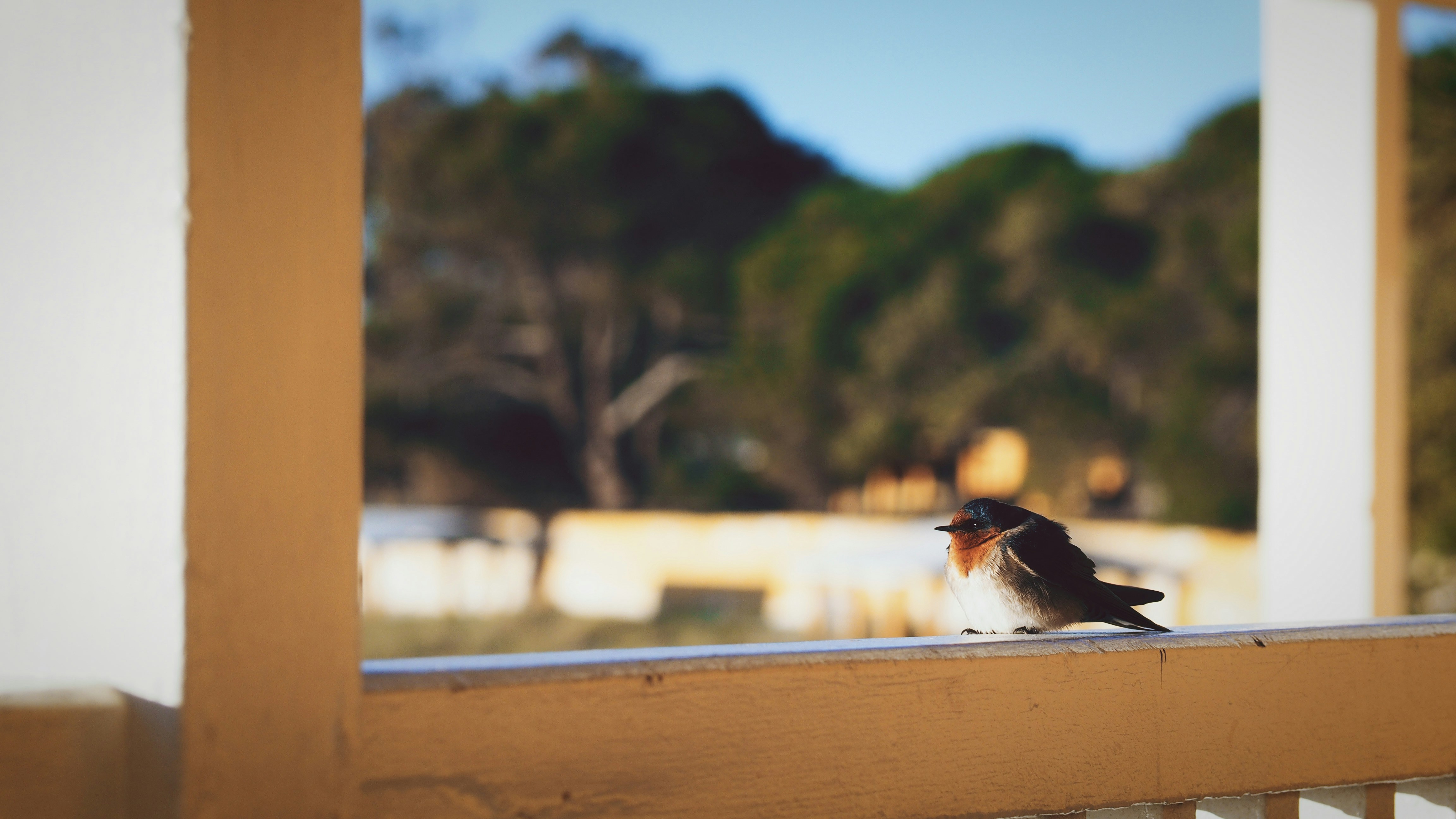 Tiny King of the Veranda: A Sparrow Perched on Painted Rail