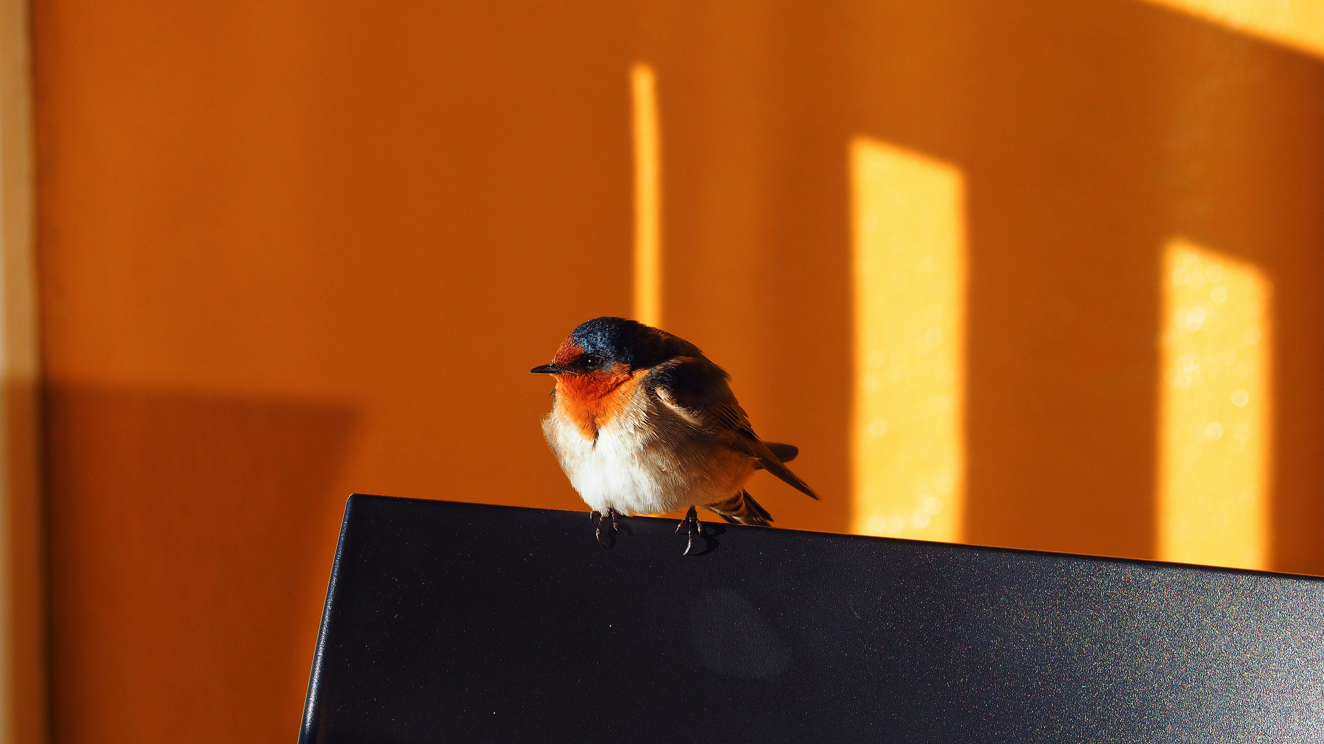 Welcome Swallow sitting on chair, staring out into the ocean.