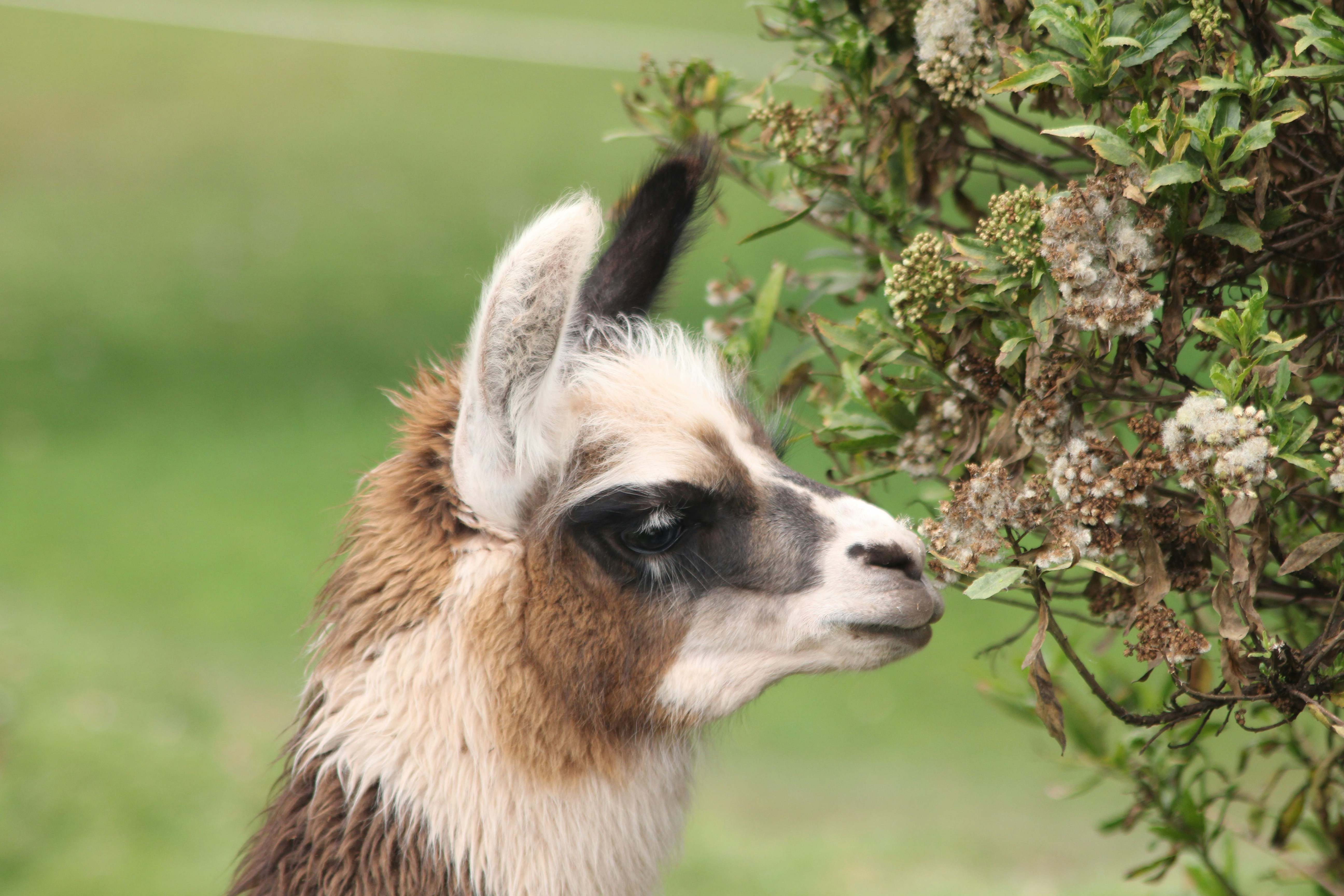 Curious Alpaca Nuzzles a Shrub in a Quiet Pasture