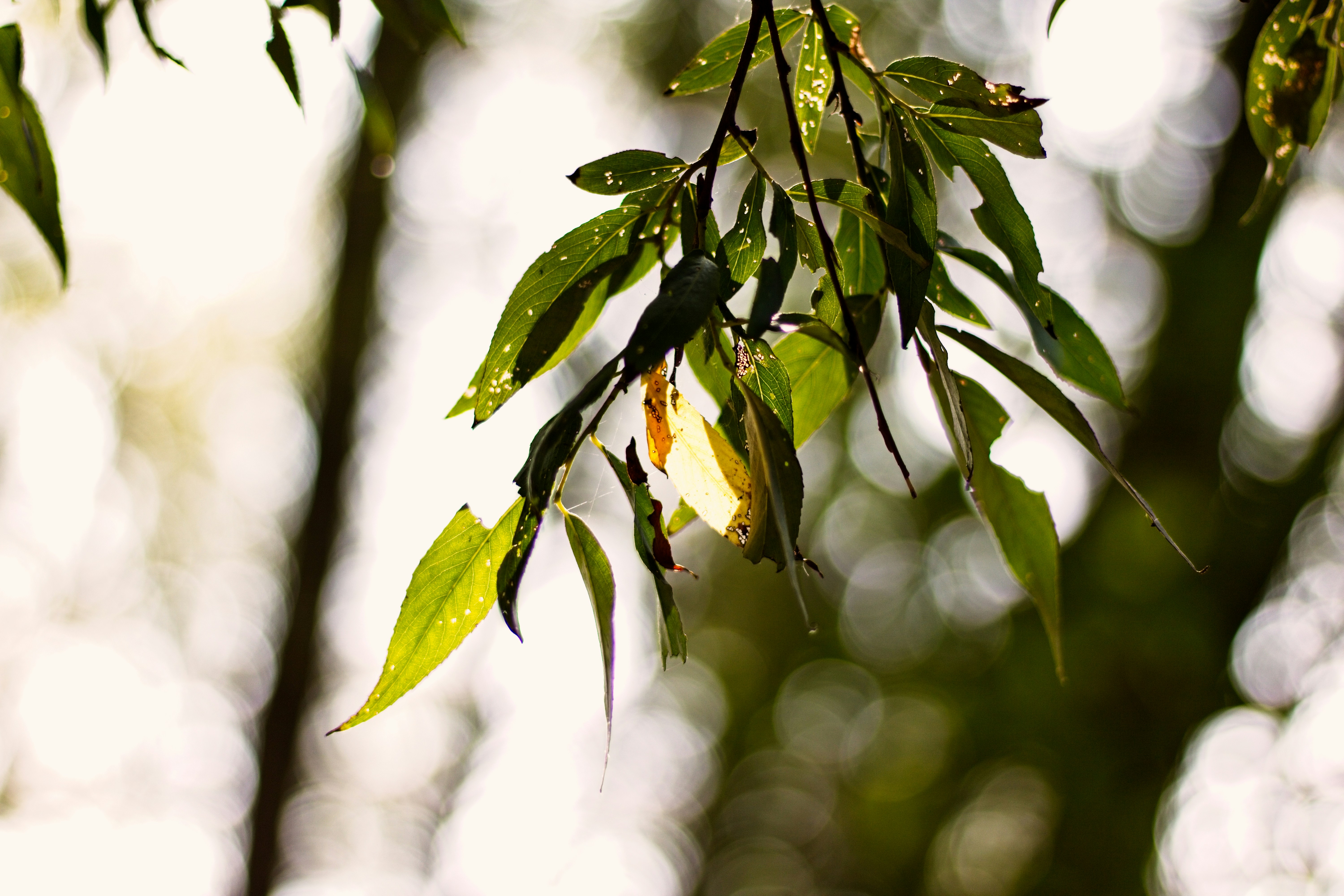 Raindrops glisten on vibrant green leaves, illuminated by soft sunlight filtering through the trees. The scene captures the delicate interplay of light and nature.