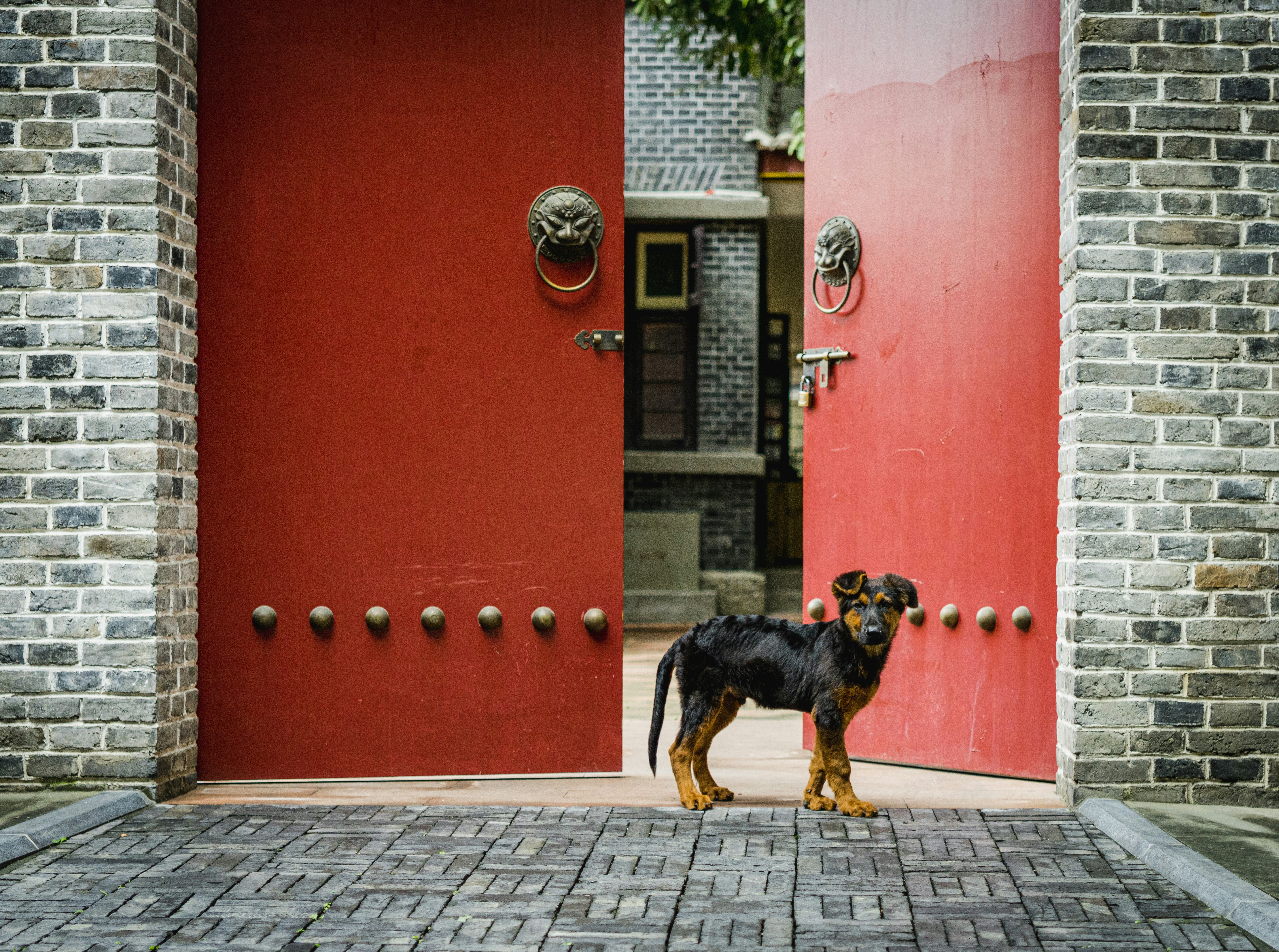 A curious dog stands at the entrance of a traditional brick building, framed by large red doors with ornate handles.