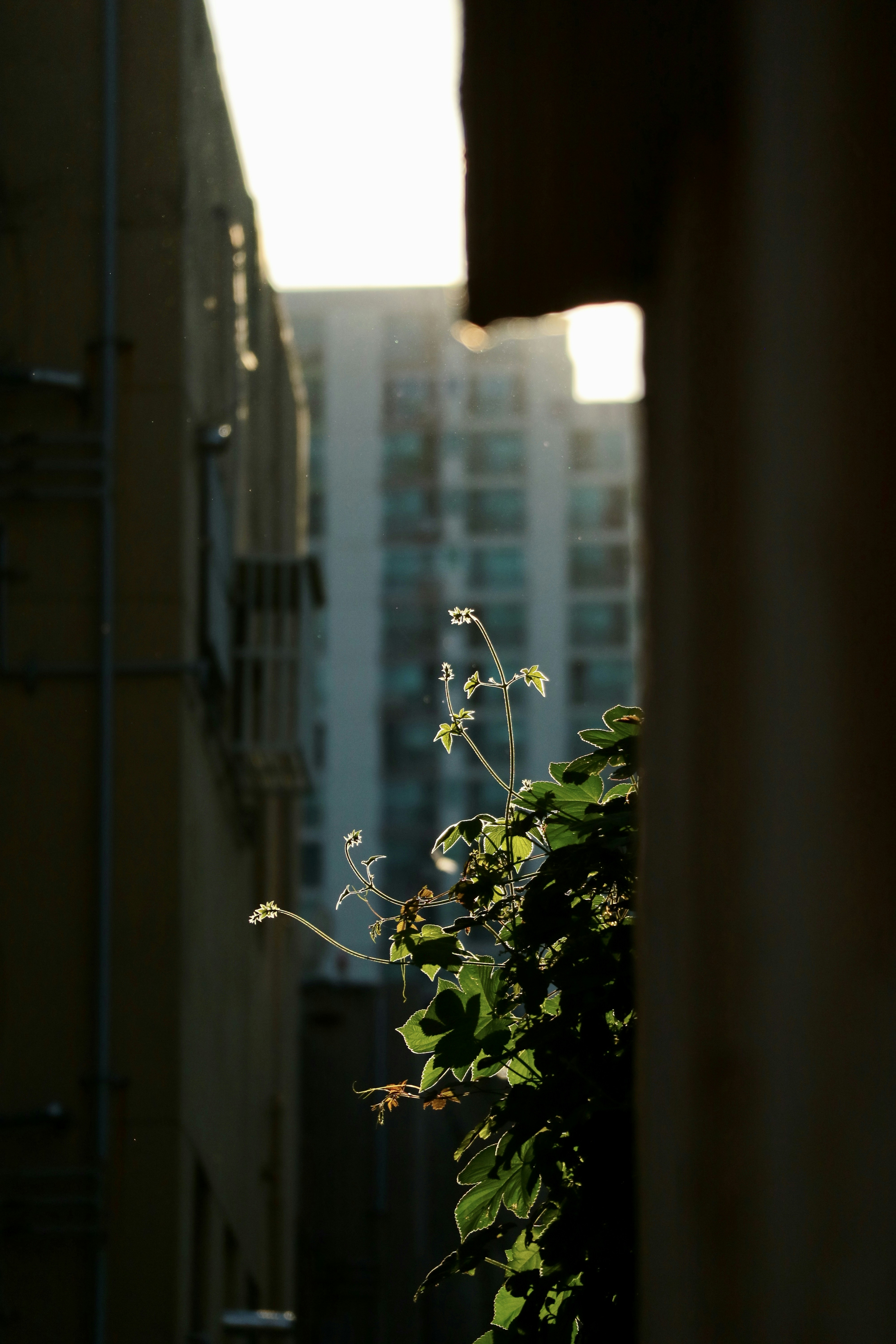 Sunlight filters through a narrow alley, illuminating a vibrant green plant that contrasts with the surrounding urban architecture.