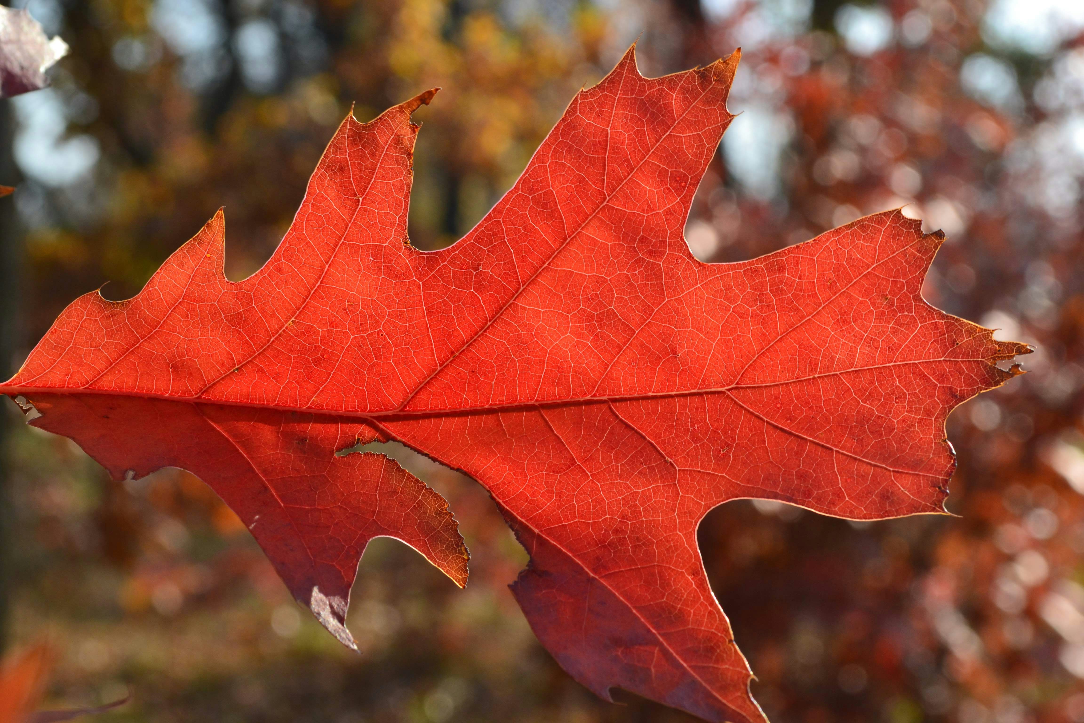 Crimson Maple Leaf: Veins lit by Autumn Sun