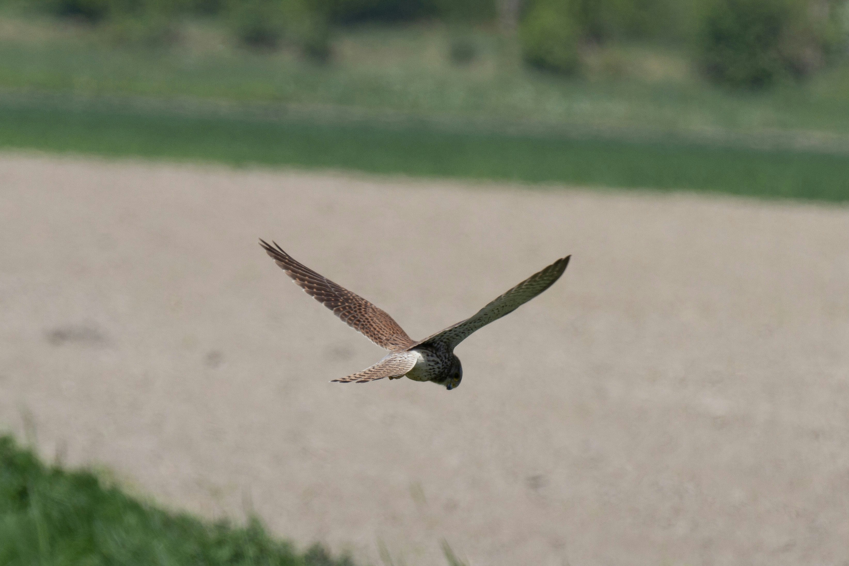 Flying Hawk Pictures | Download Free Images on Unsplash